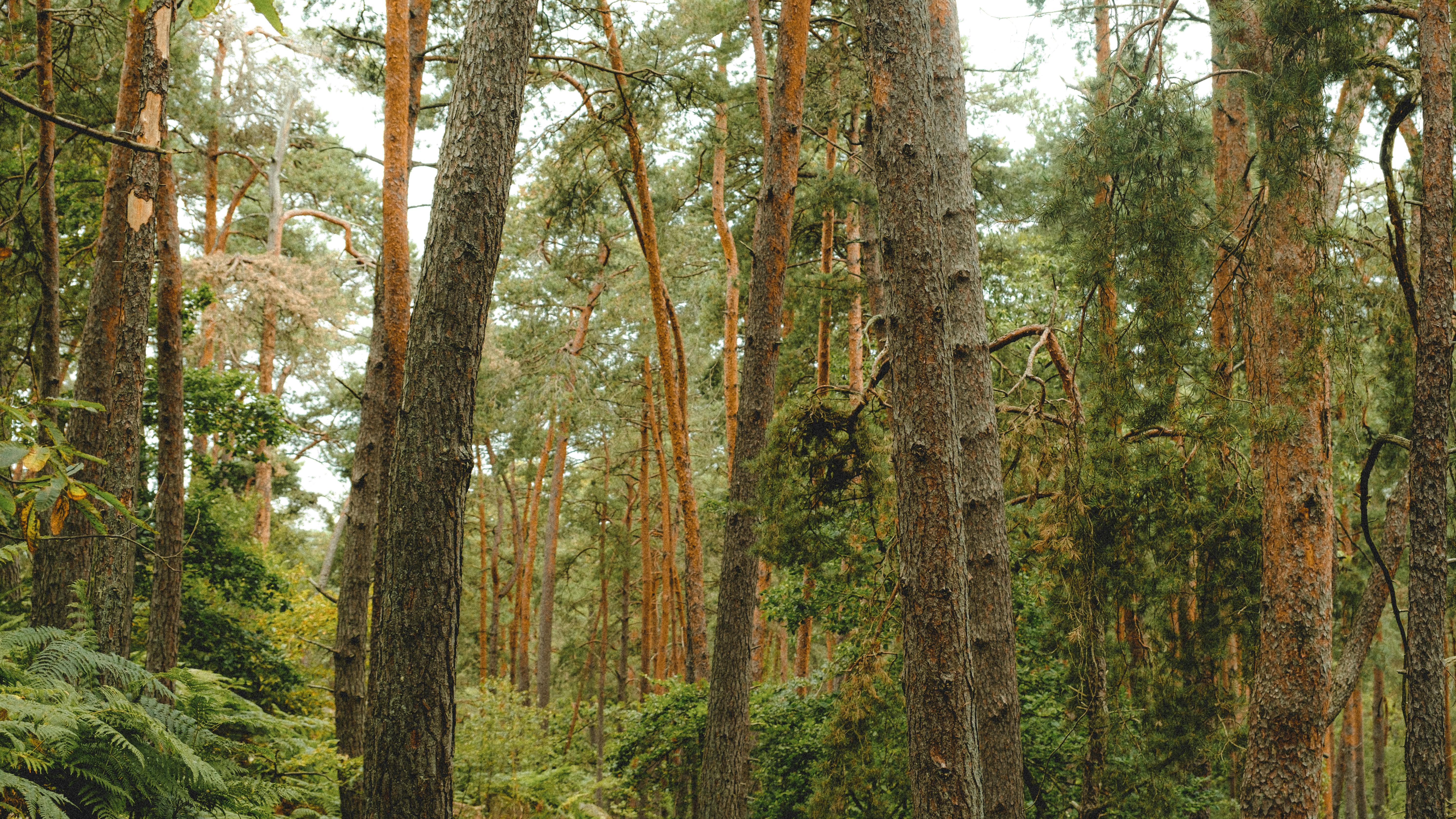 Forest Trees · Free Stock Photo