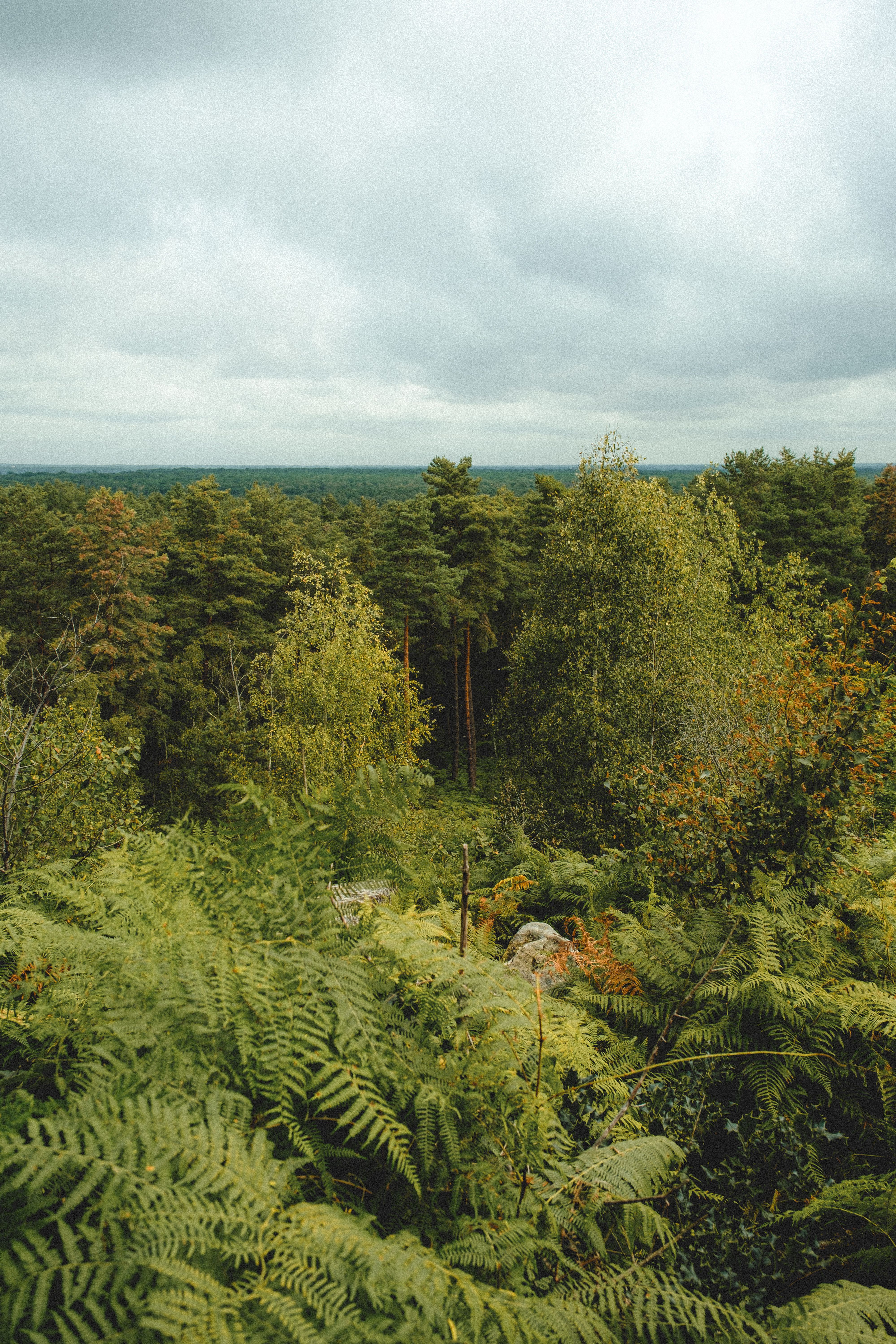 Scenic View of the Trees · Free Stock Photo