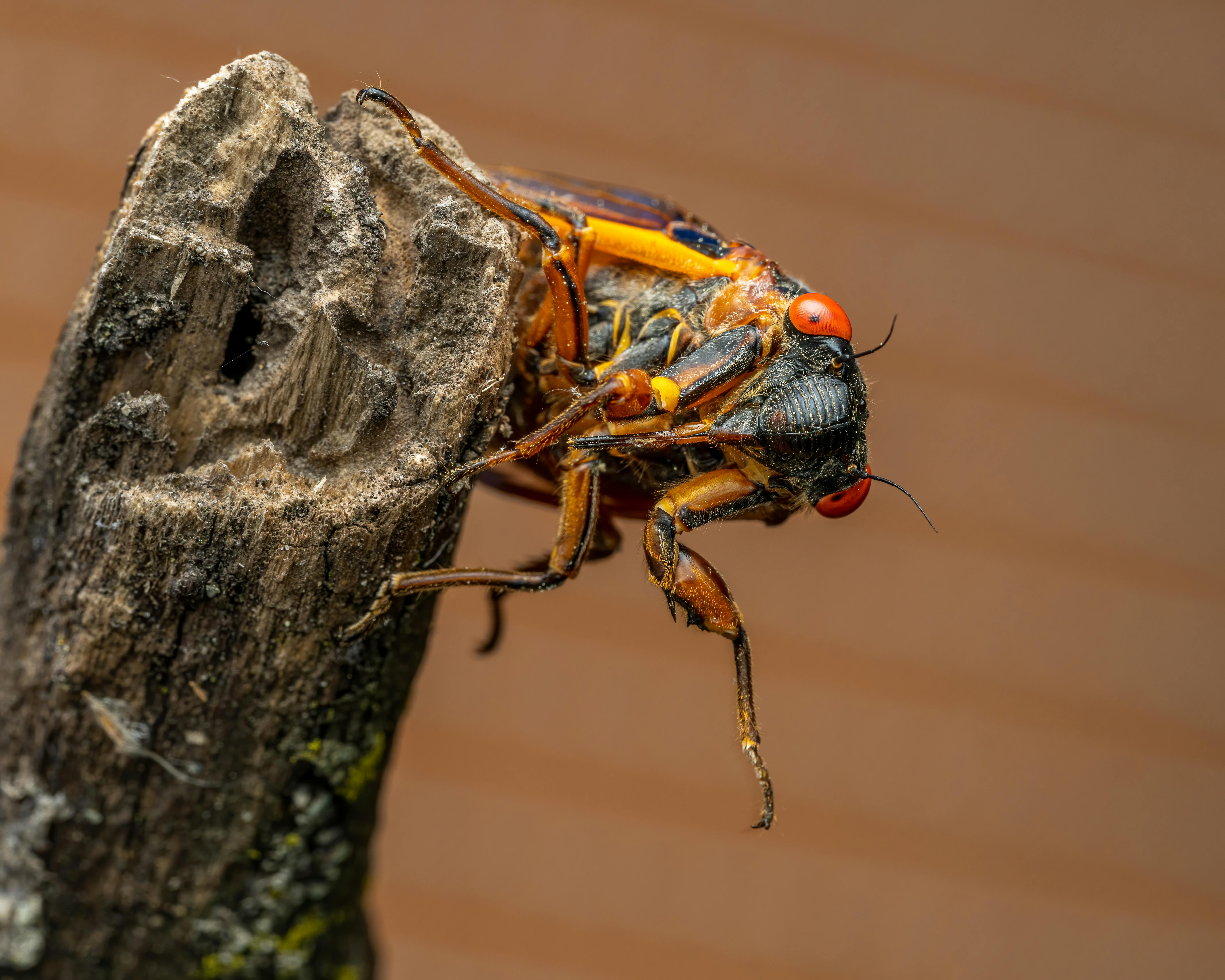 Extreme Close up of an Insect · Free Stock Photo