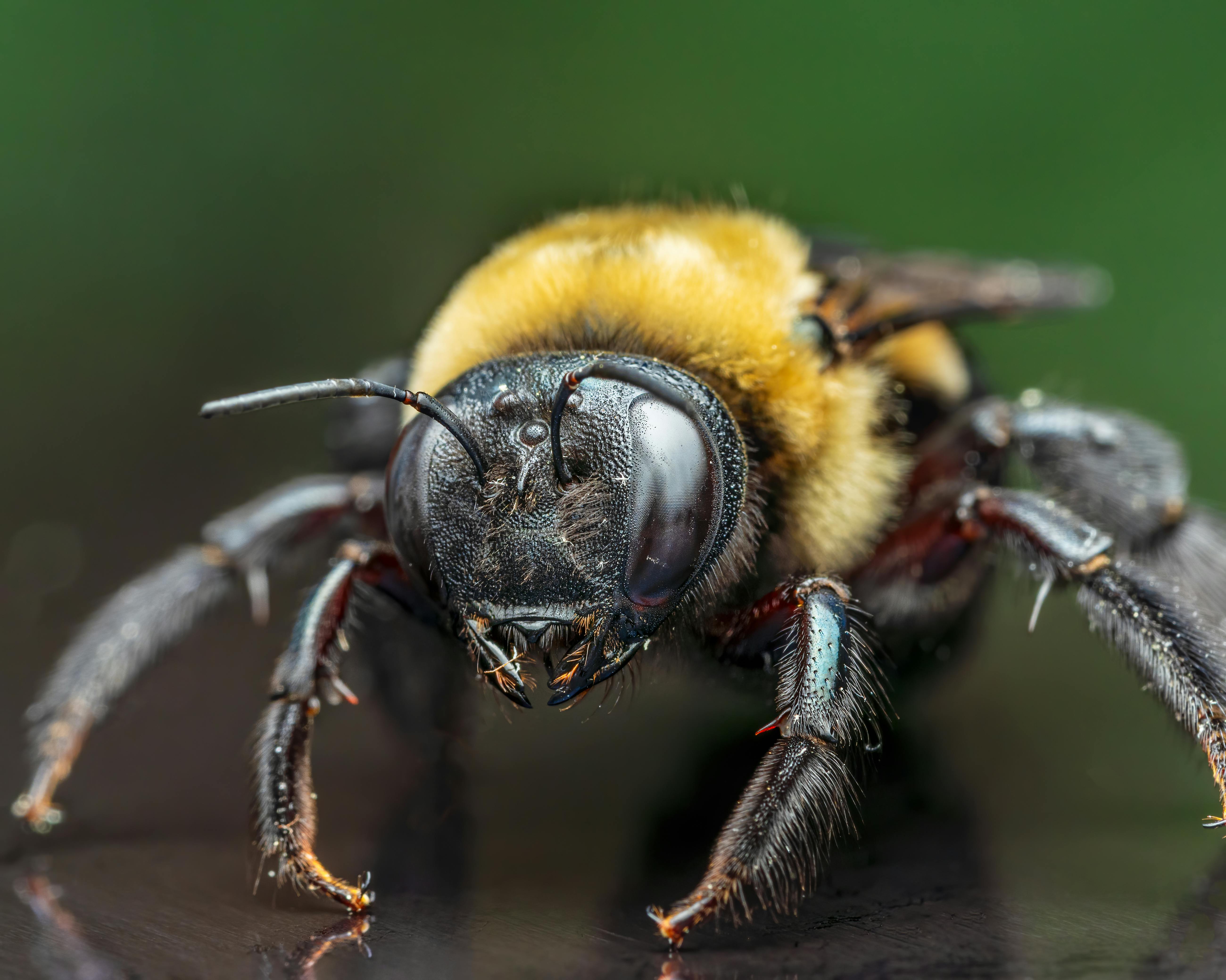 Close Up of Bee · Free Stock Photo