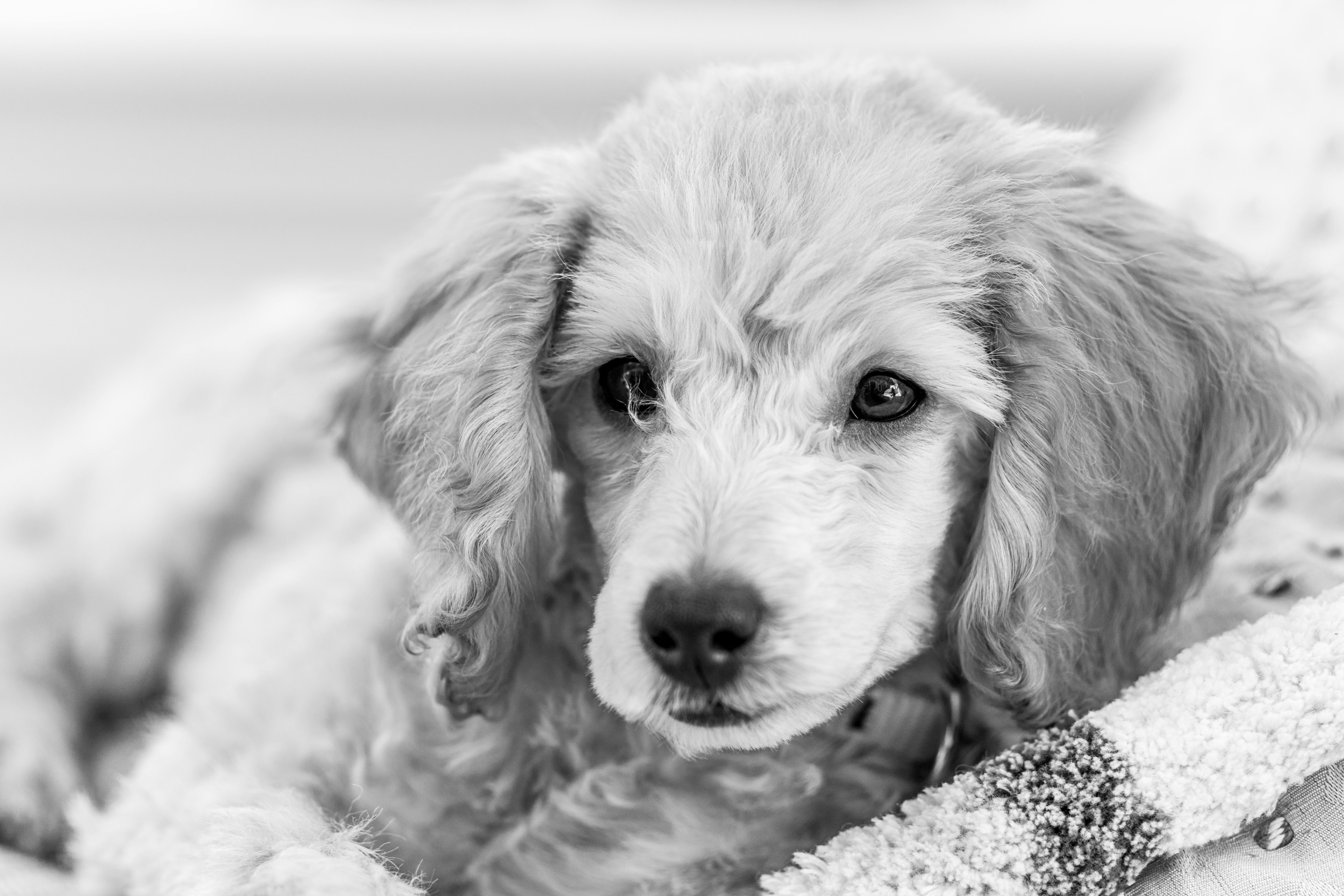 Grayscale Photo of Long Coated Dog · Free Stock Photo