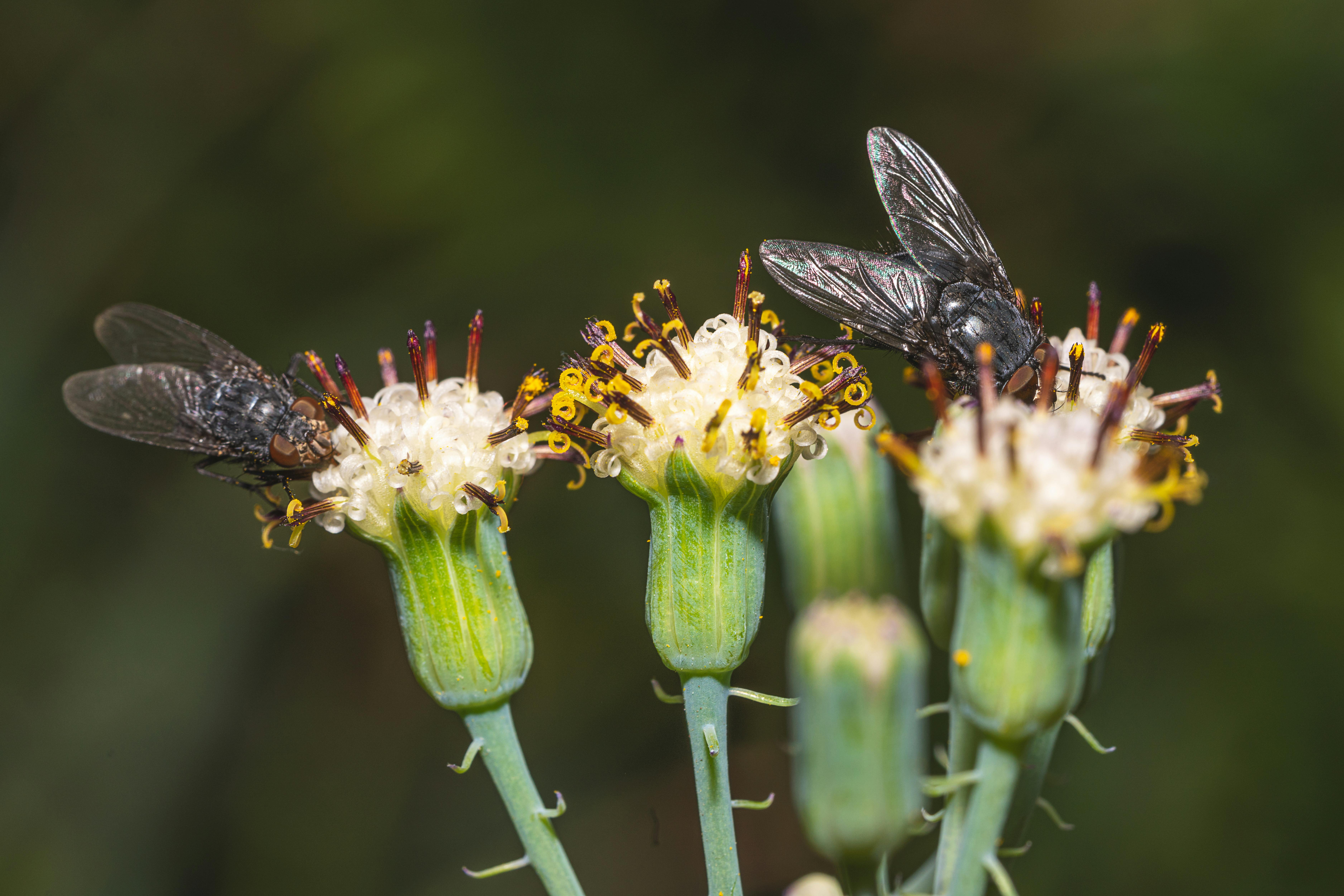 Close up of Flies on a Flower · Free Stock Photo