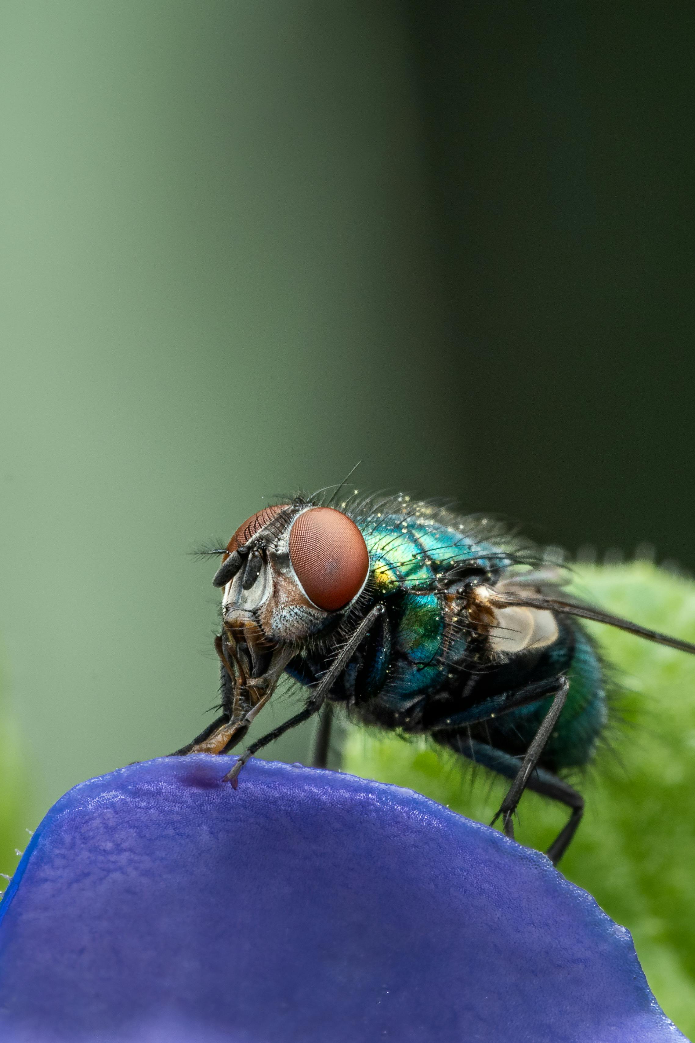 Bugs 22 Photos & Videos Collected by Lane Olsen