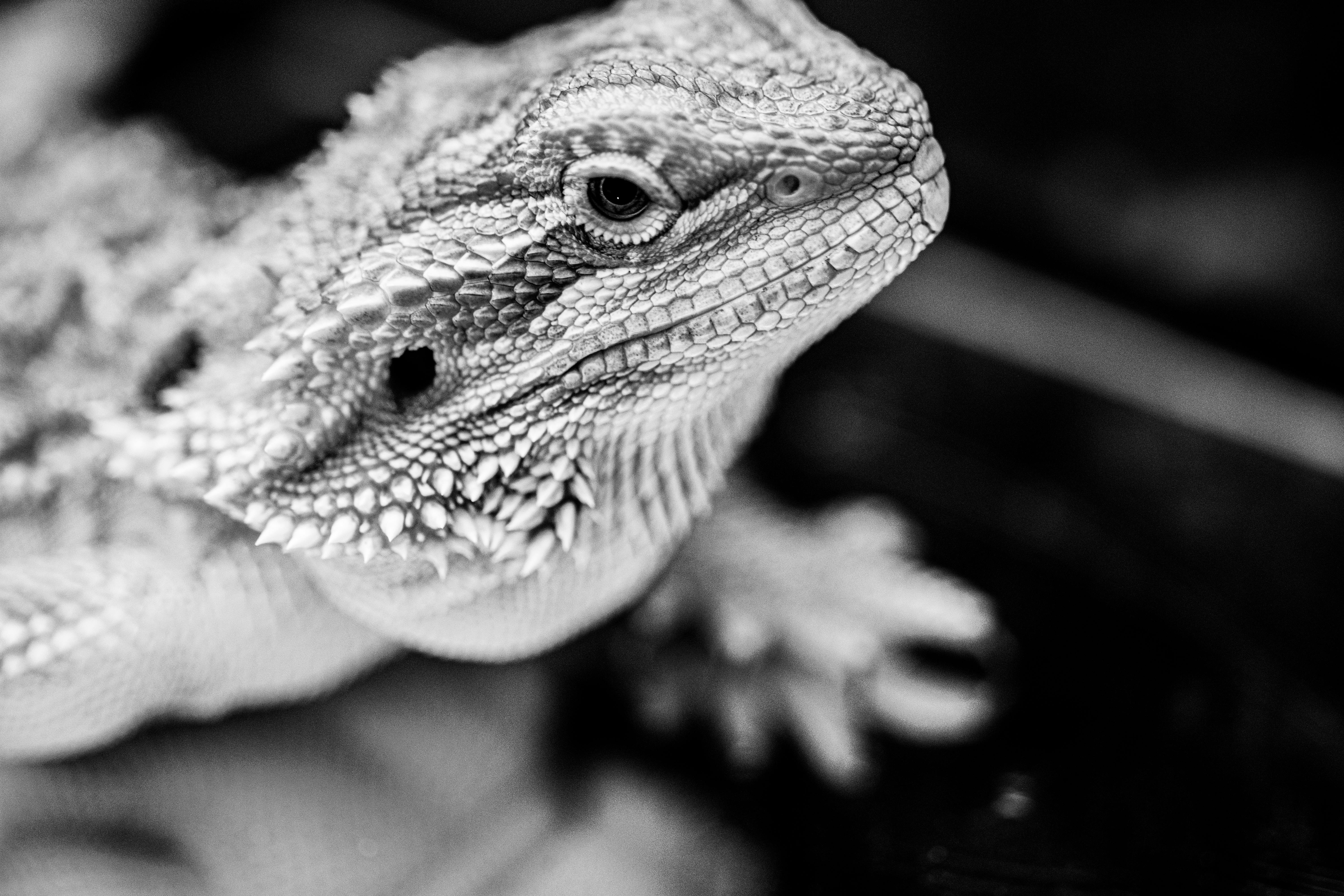 Close-Up Photography of Central Bearded Dragon · Free Stock Photo