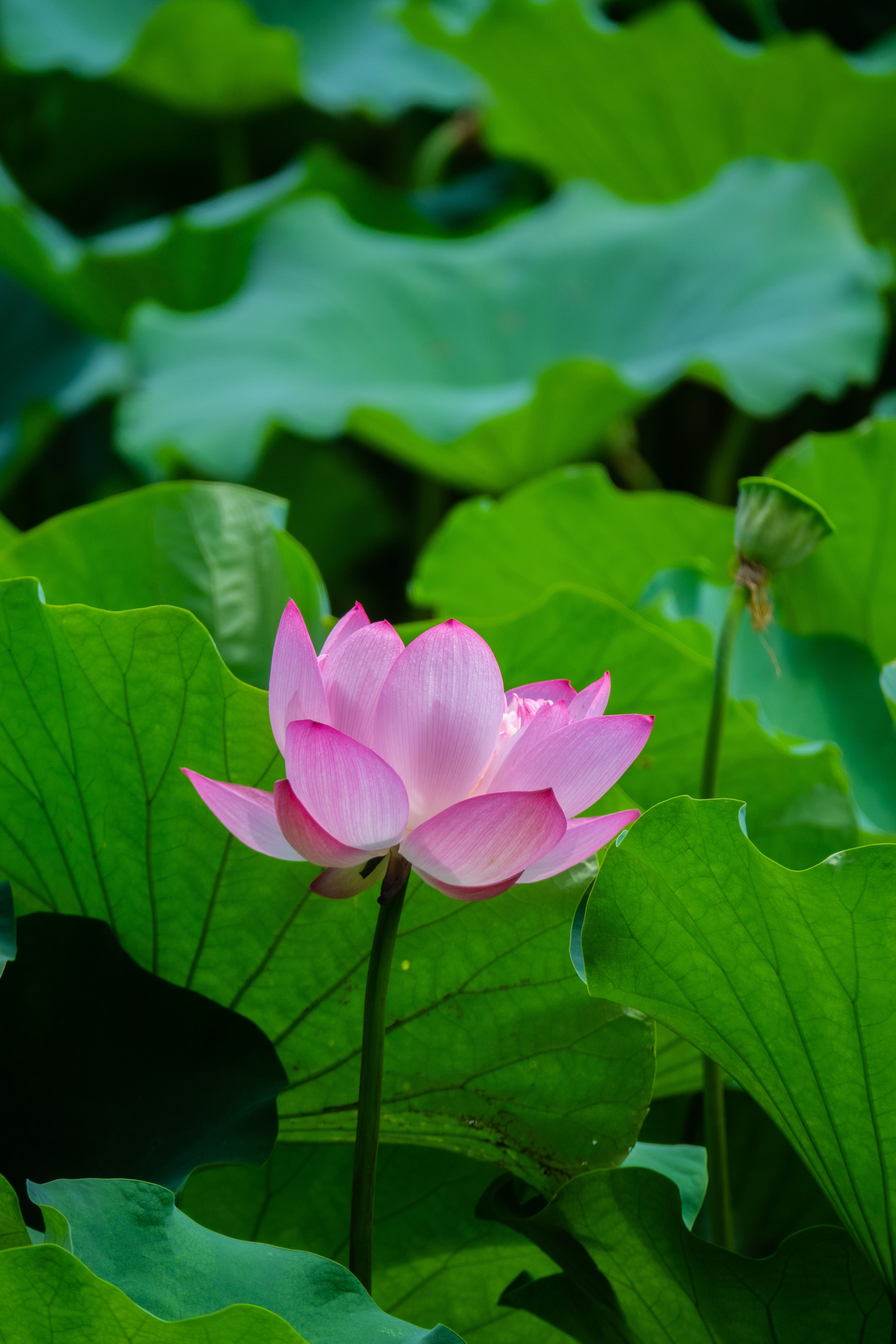 White Lotus Flower with Wide Open Petals · Free Stock Photo