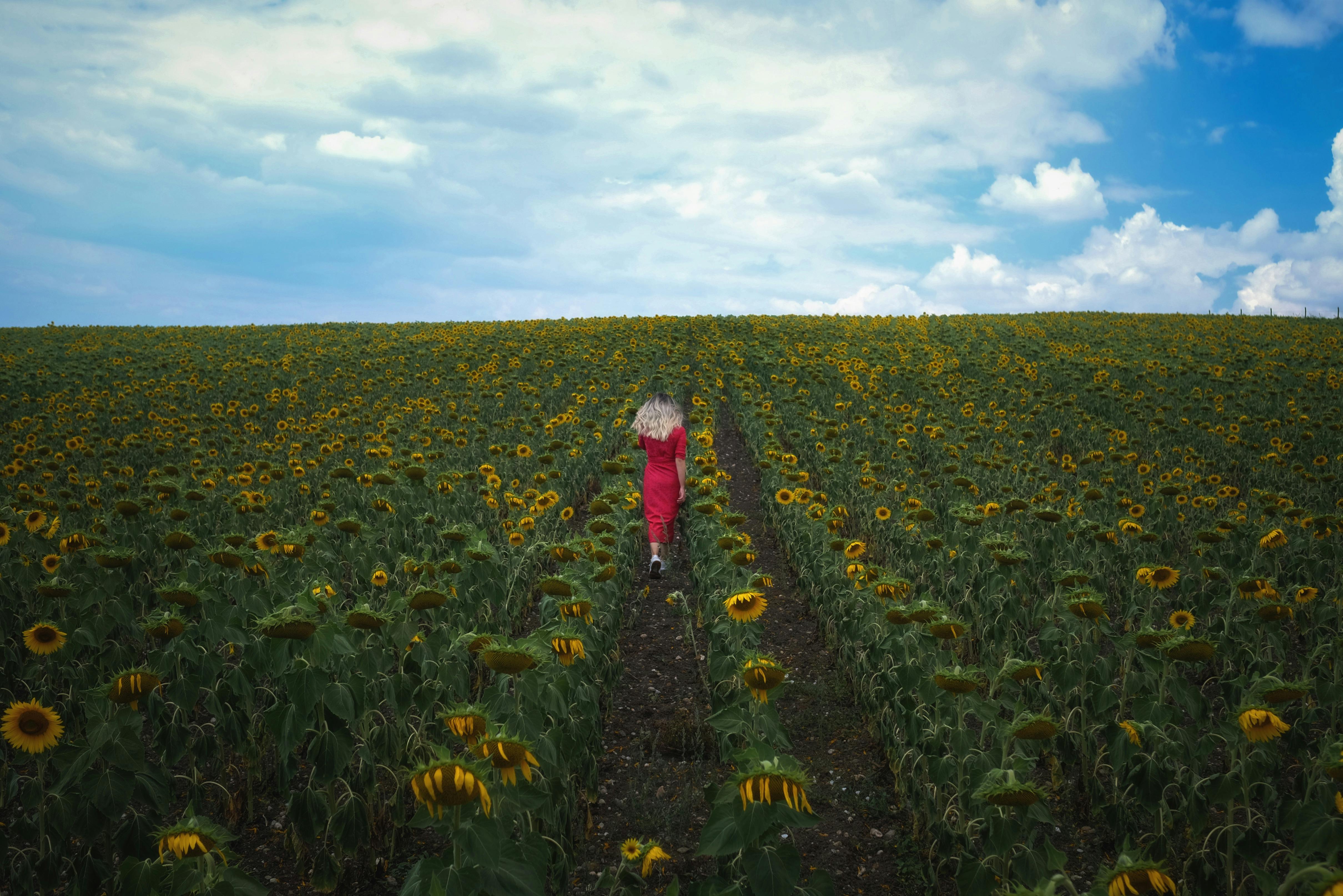 Woman Walking on a Sunflower Field · Free Stock Photo