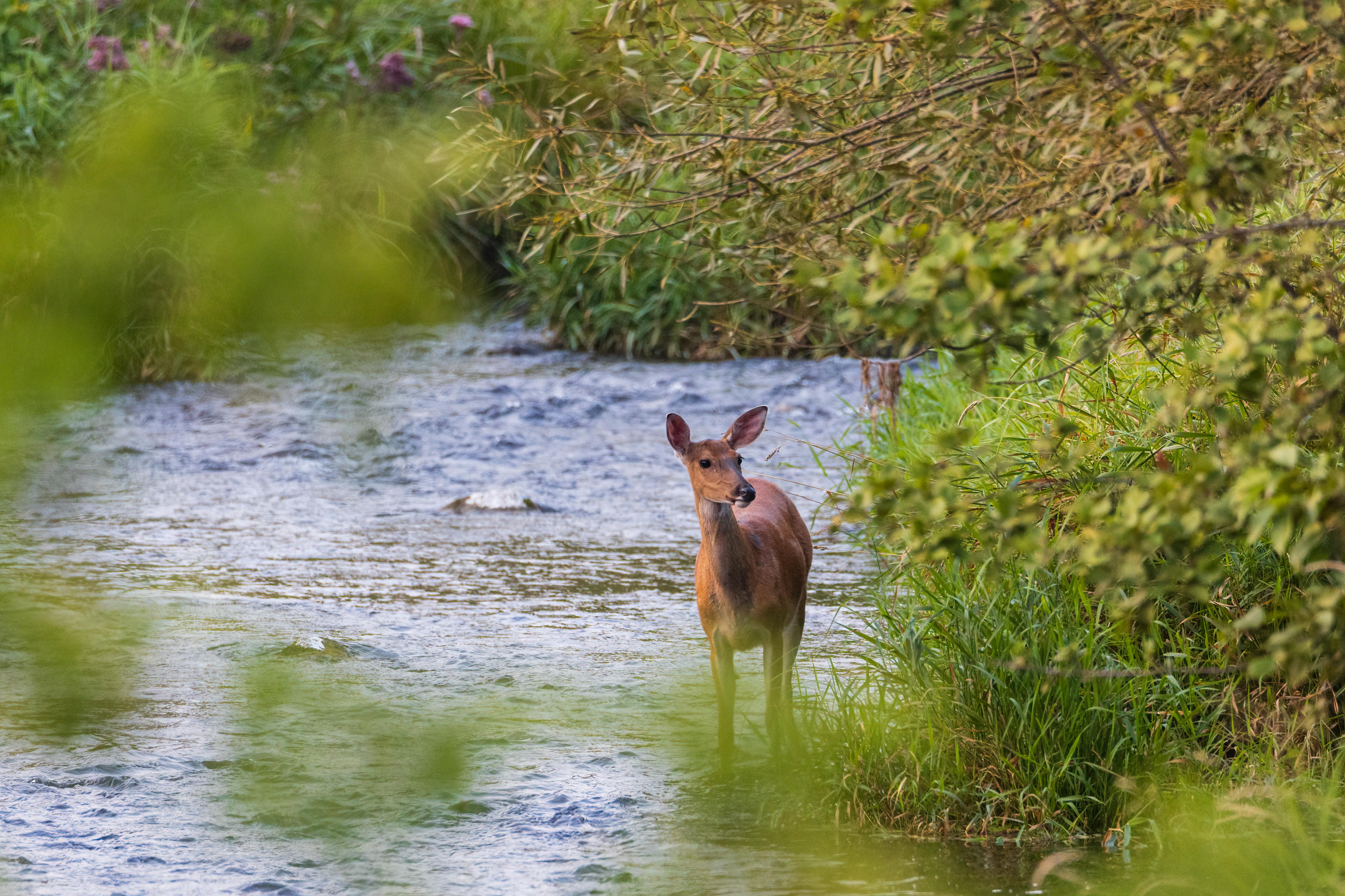 Female Brown Deer in Stream Water · Free Stock Photo