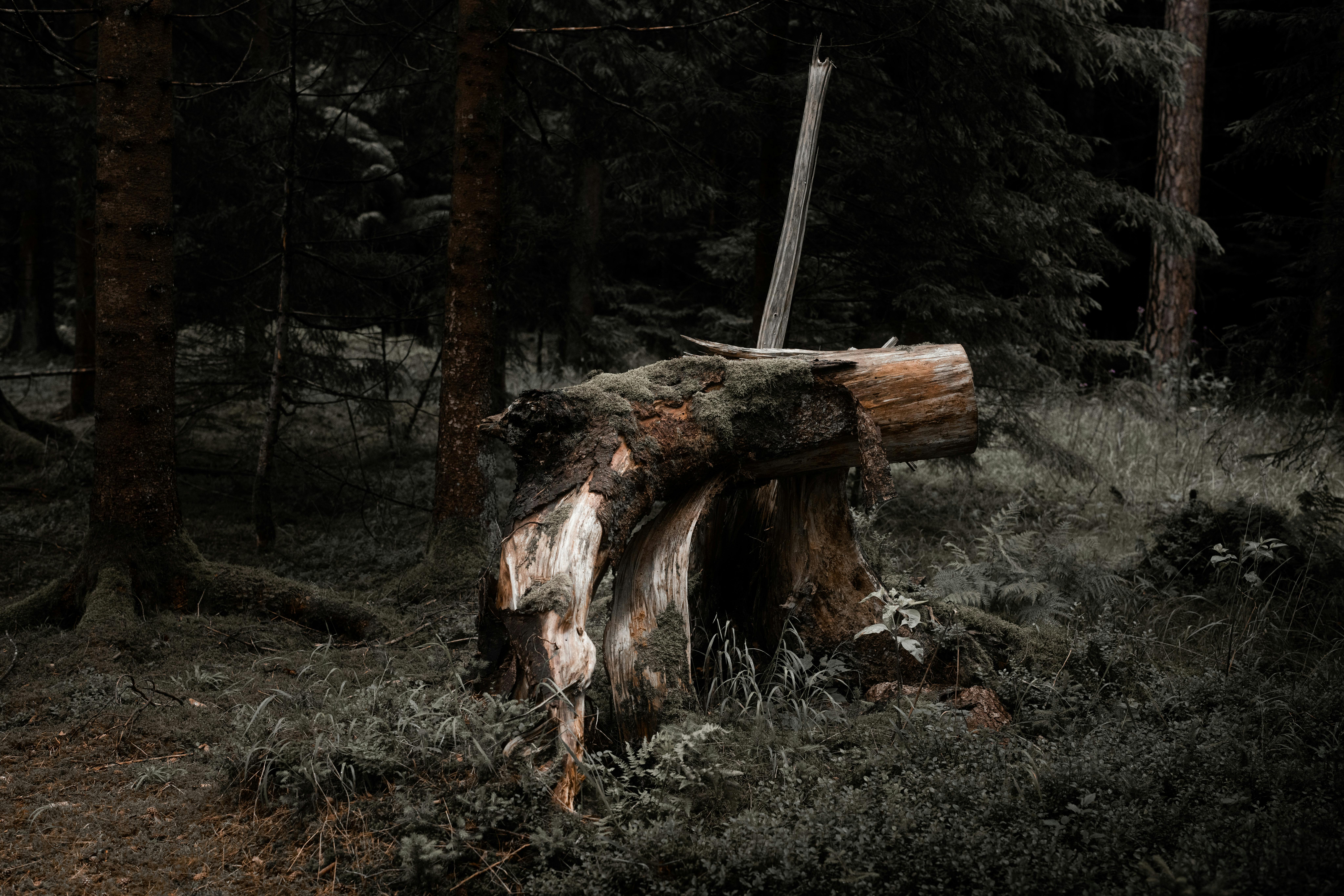 Photo Of A Stump From A Broken Tree · Free Stock Photo