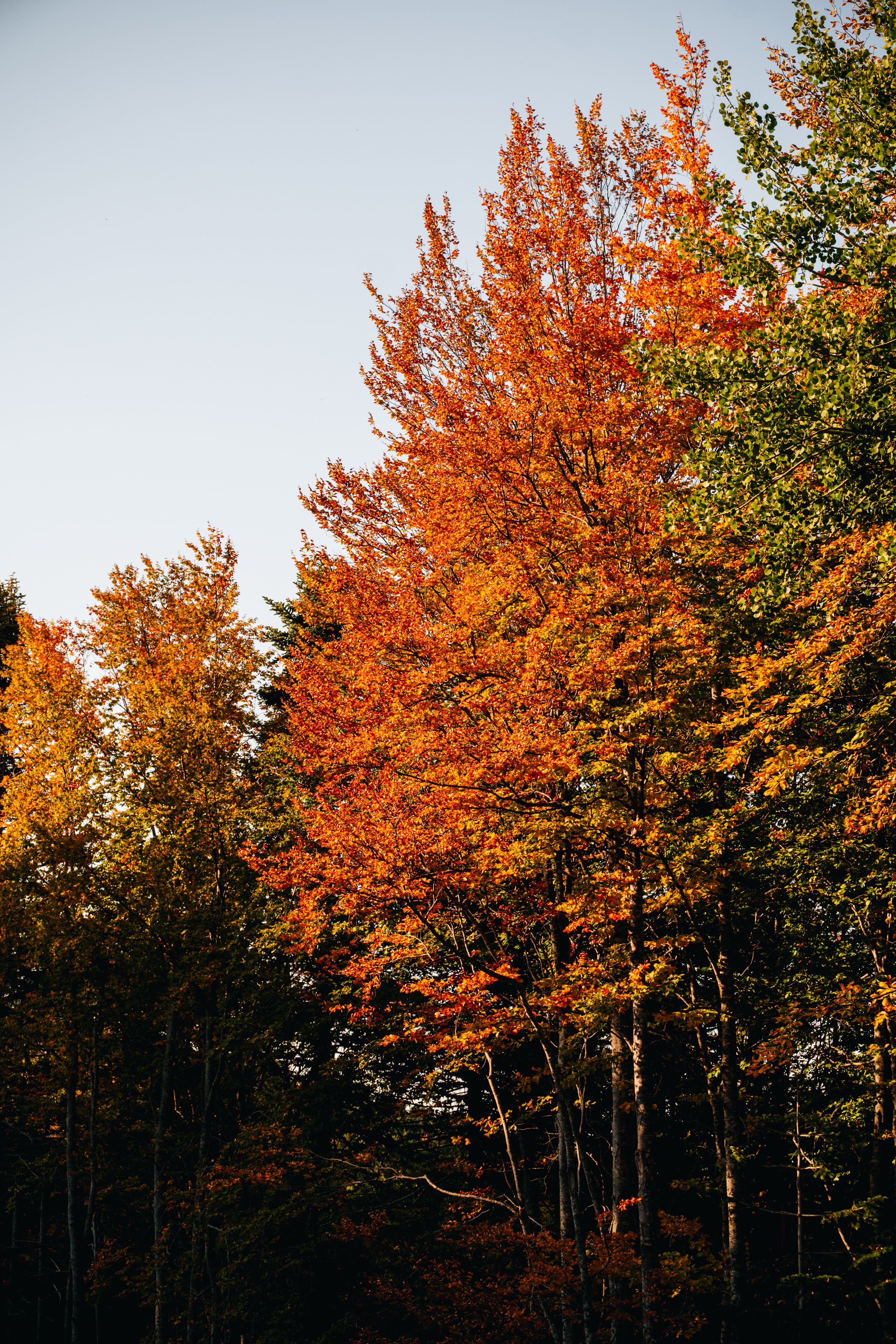 Shallow Focus Photography Brown Leaf Tree · Free Stock Photo
