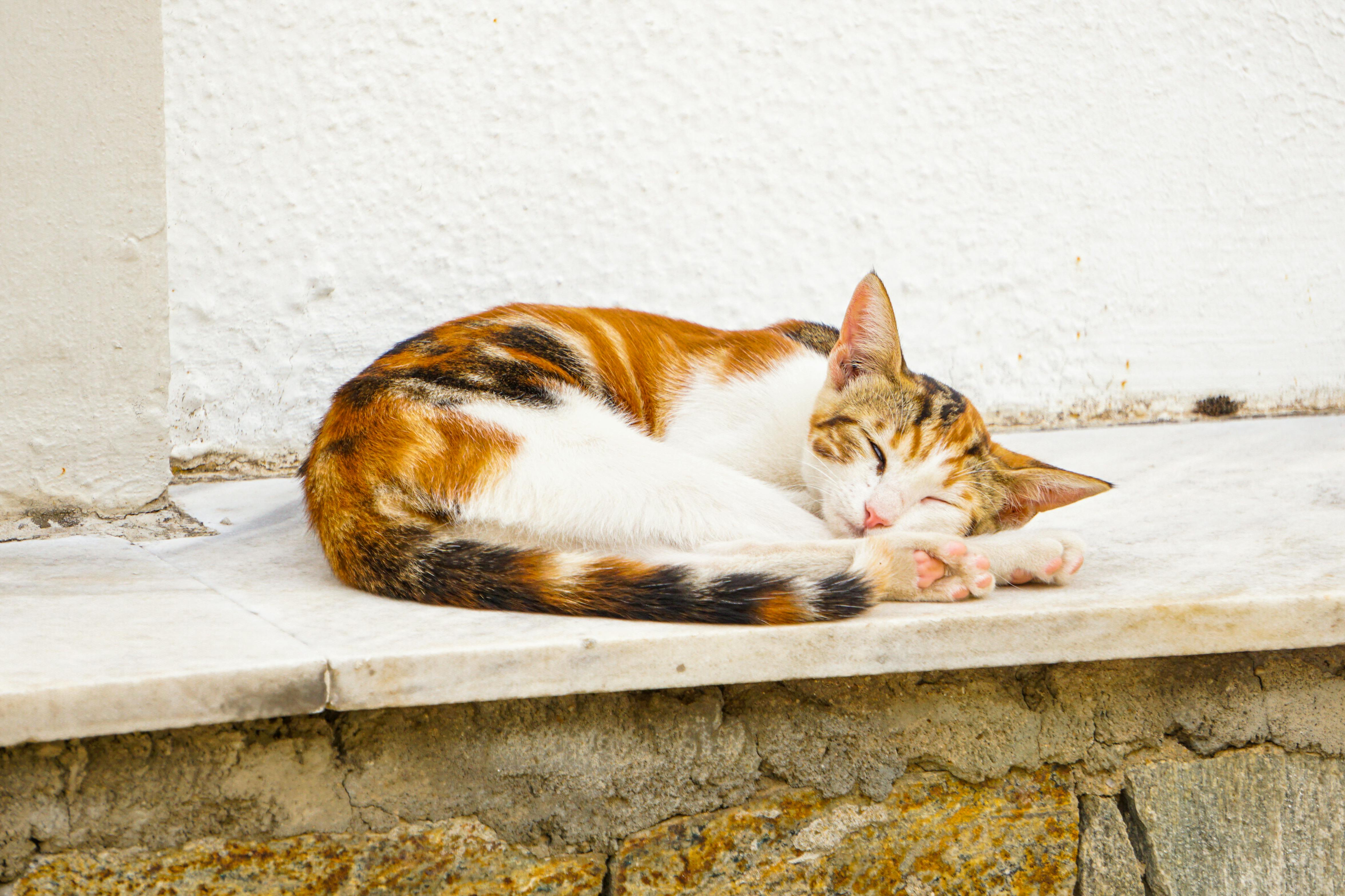 Photo of a Sleeping Cat · Free Stock Photo