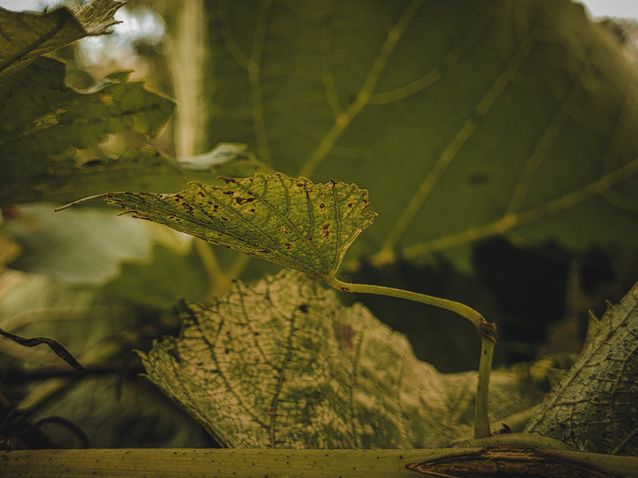 Grapeleaf skeletonizer: Causes, signs, and how to control it