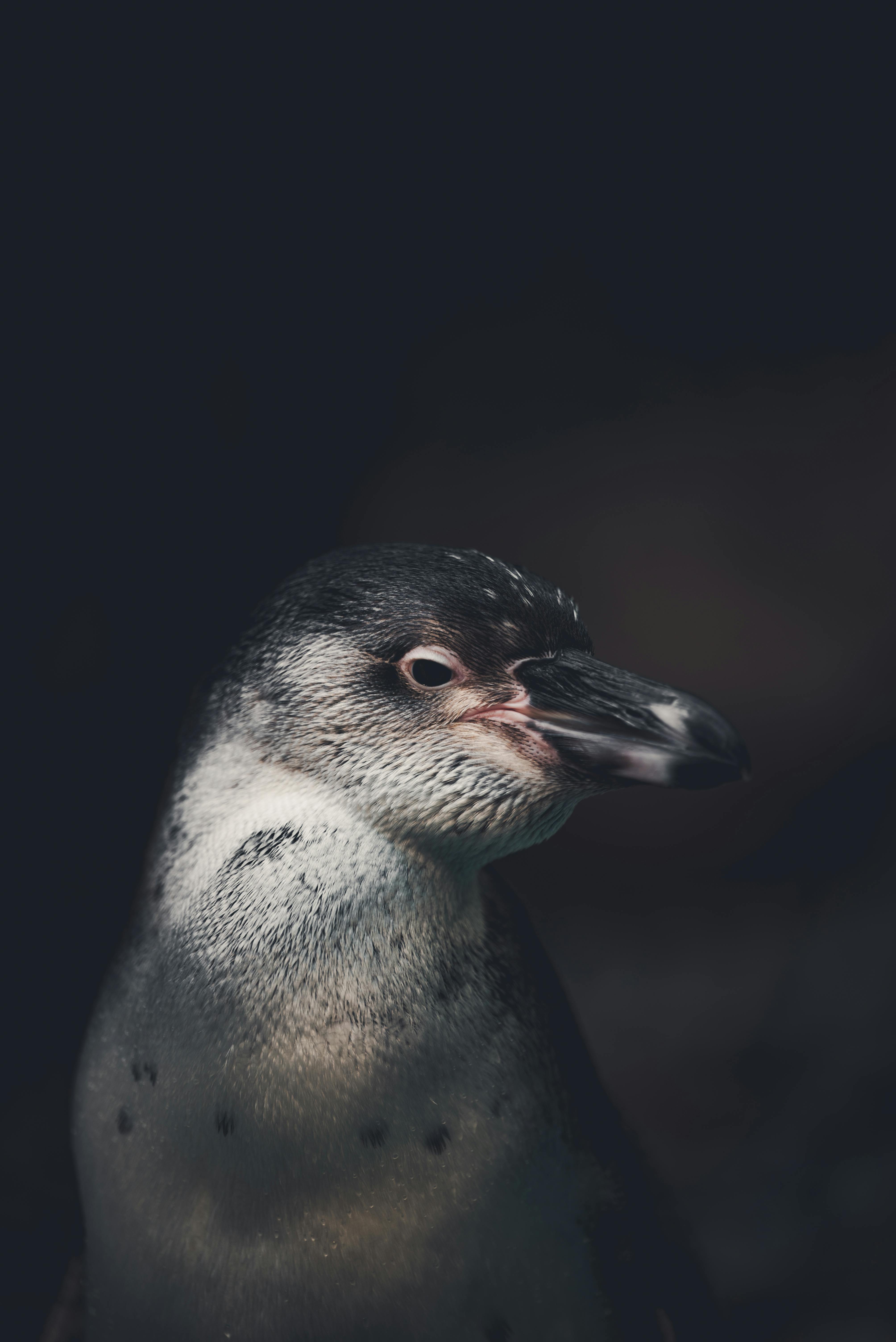 Penguin Portraits Photos, Download The BEST Free Penguin Portraits ...
