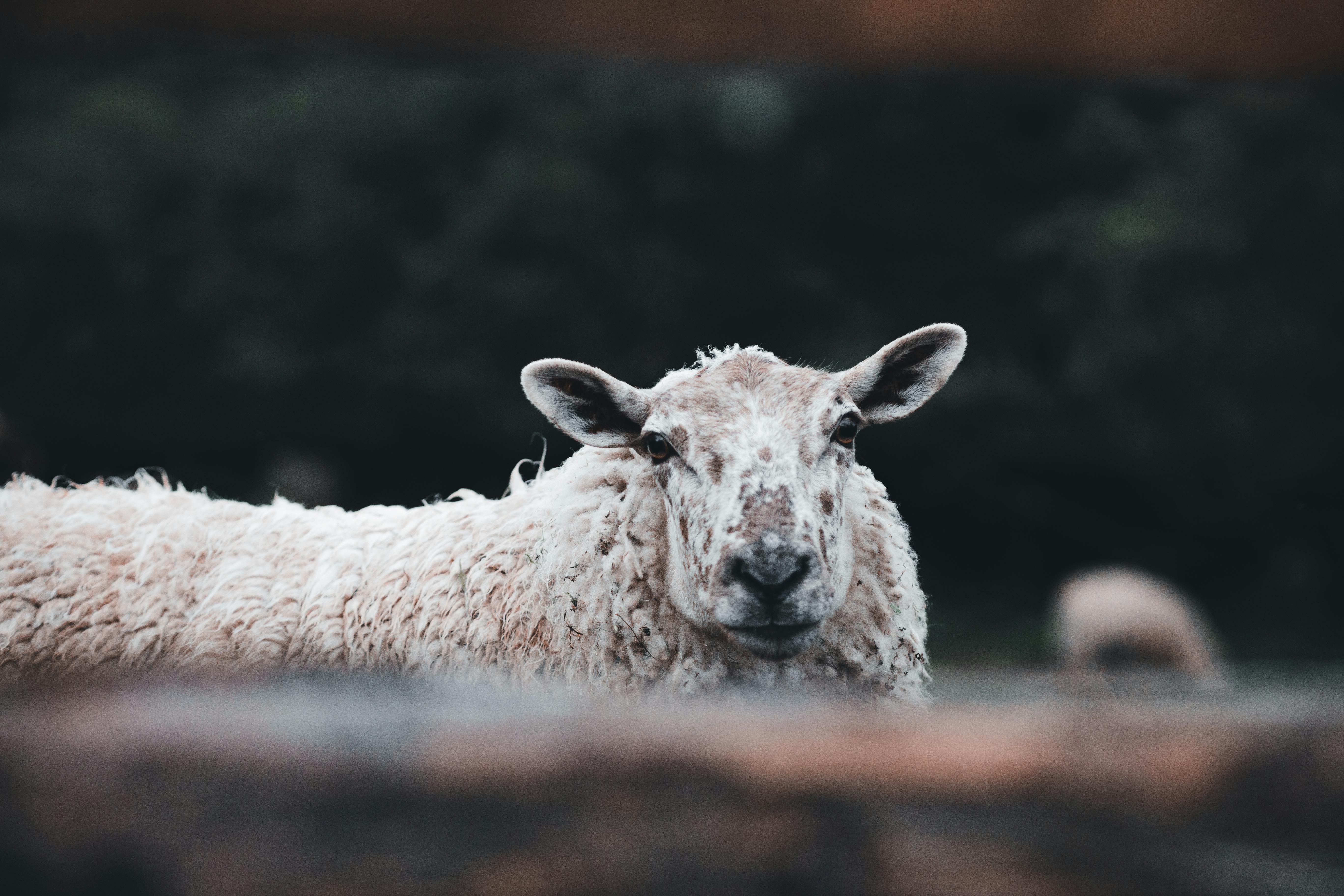 Sheep Behind a Fence · Free Stock Photo