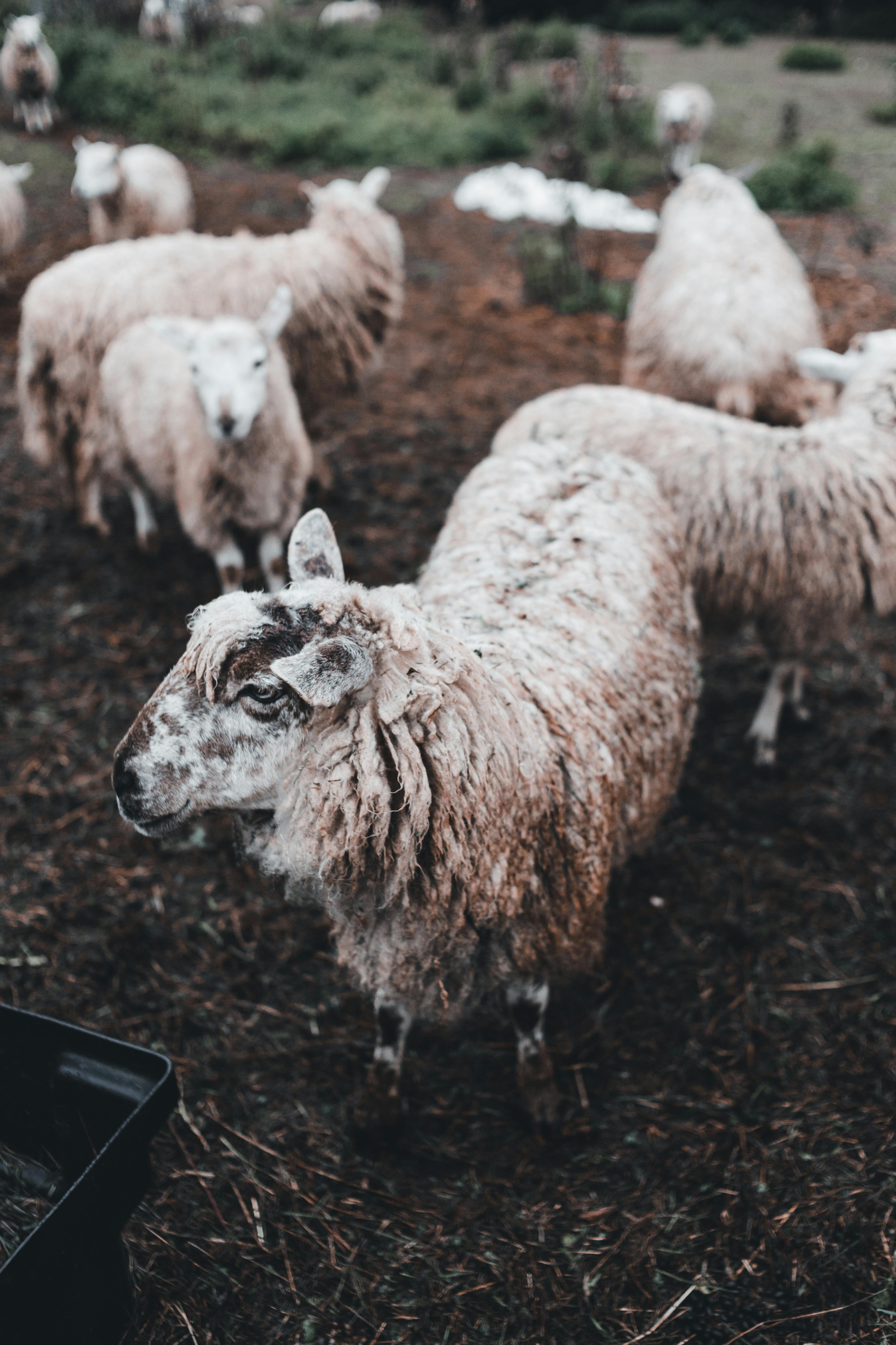 Beige Sheep on Green Grass Field Under Gray Sky · Free Stock Photo