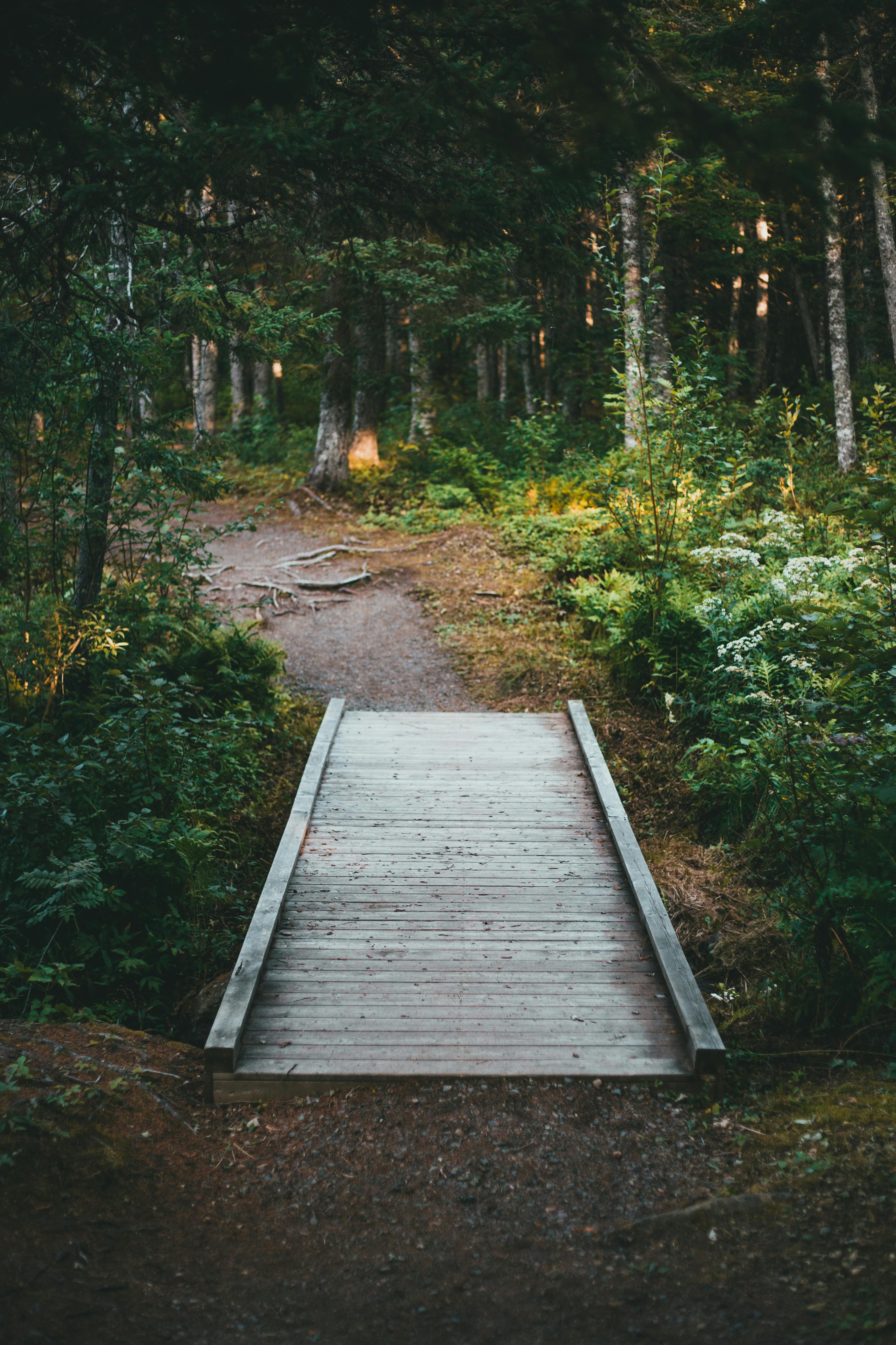 Forest Bridges Photos, Download Free Forest Bridges Stock Photos & HD ...