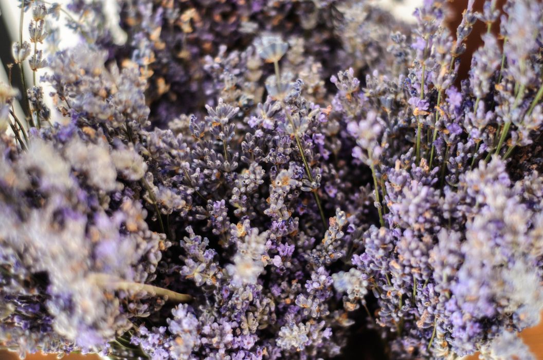 How Big Does English Lavender Get? Ultimate Size Guide