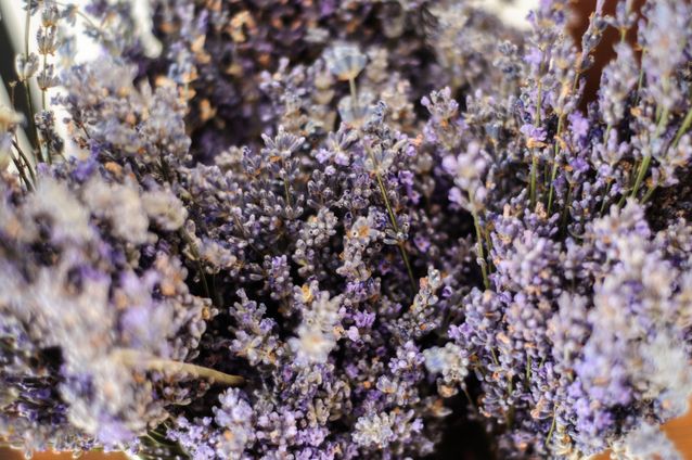 How Big Does English Lavender Get? Ultimate Size Guide