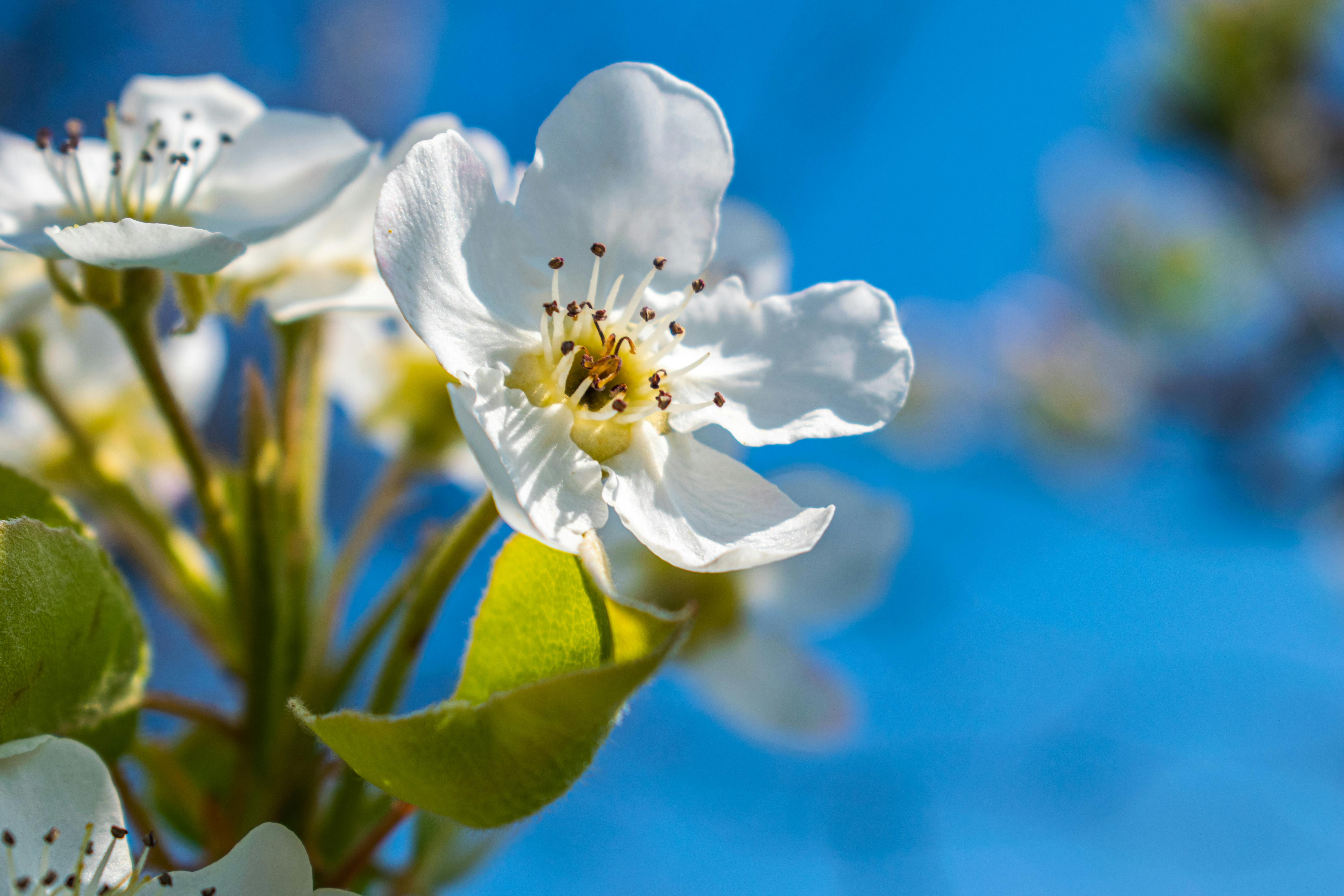 Brown and White Pollen · Free Stock Photo
