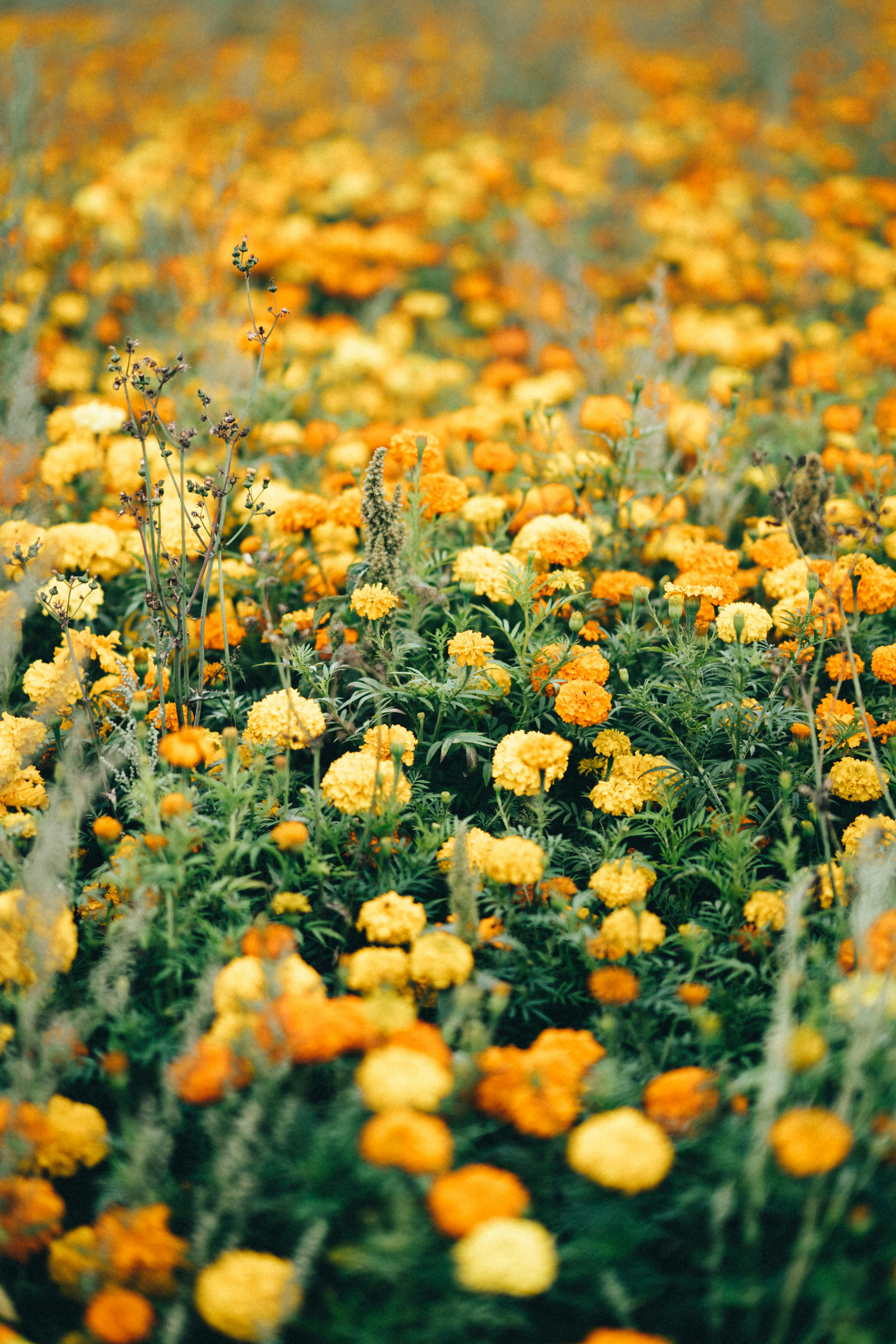 A Field of Marigold Flowers · Free Stock Photo