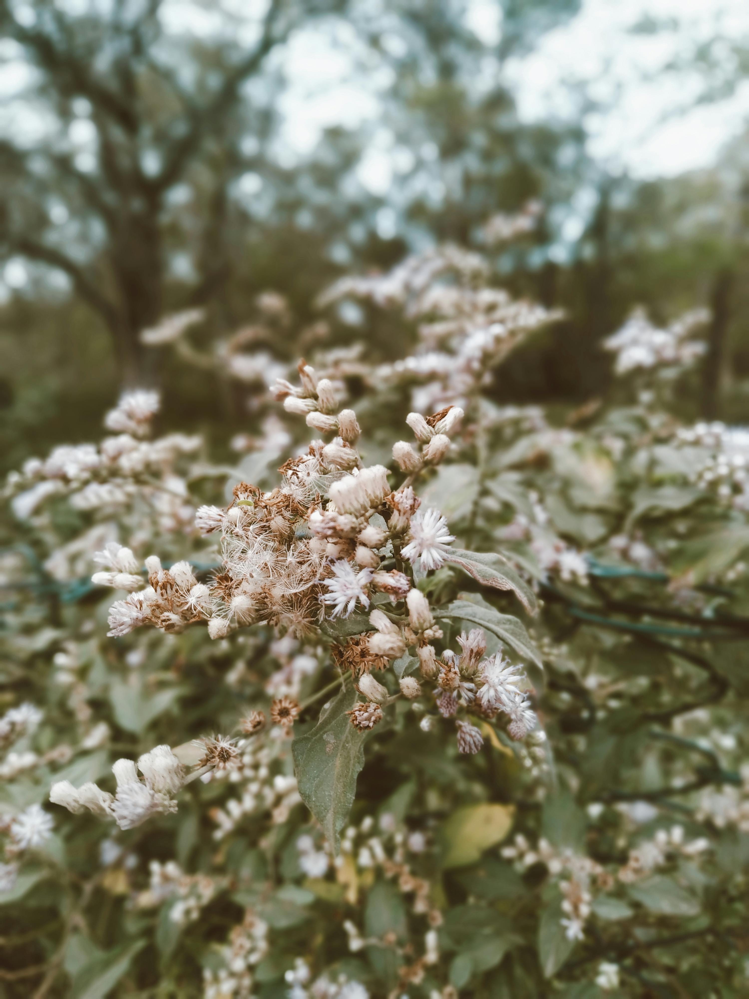 Close Up Photo of Flowers and Green Leaves · Free Stock Photo