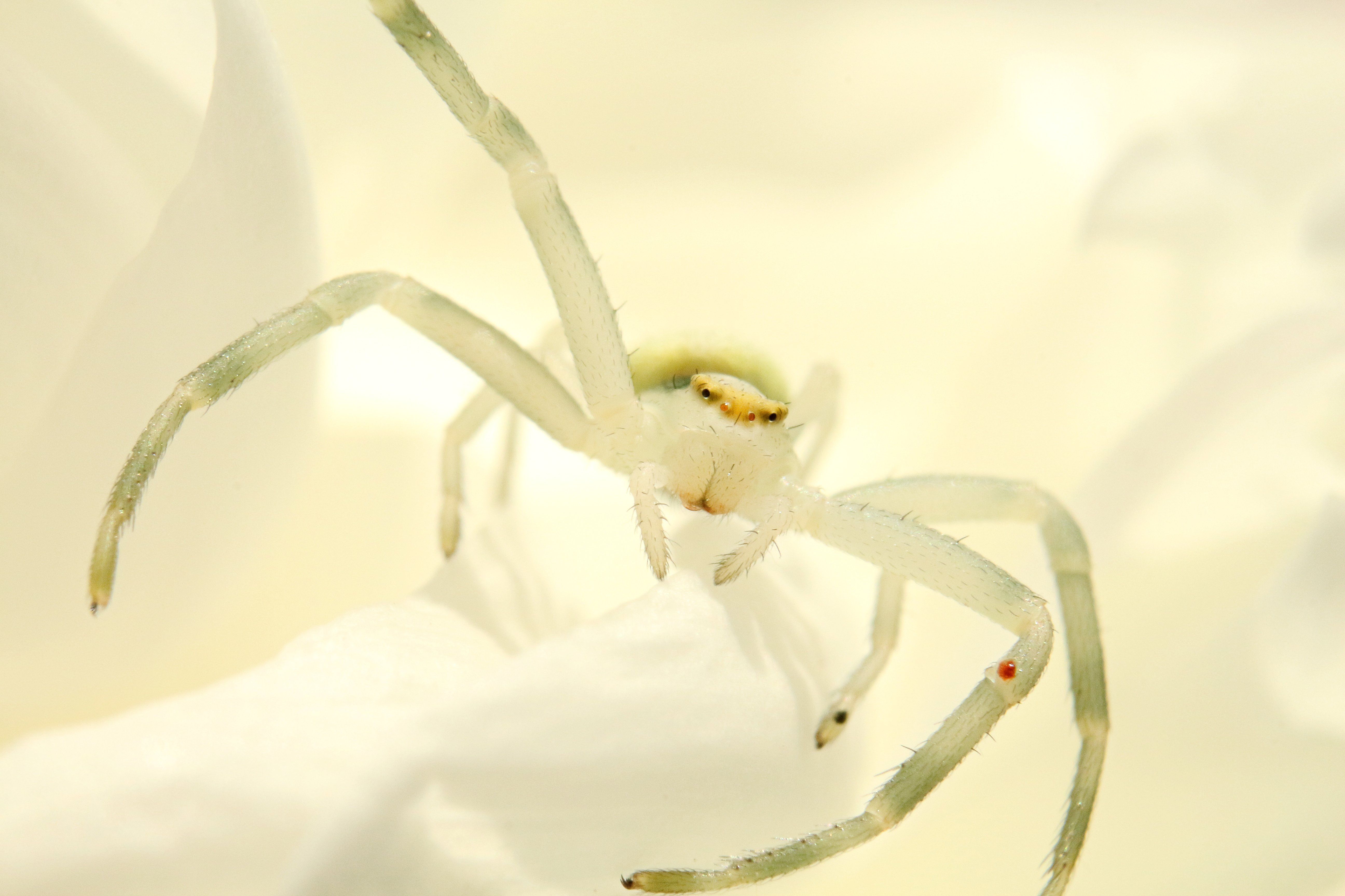 Spider in Macro Shot Photography · Free Stock Photo