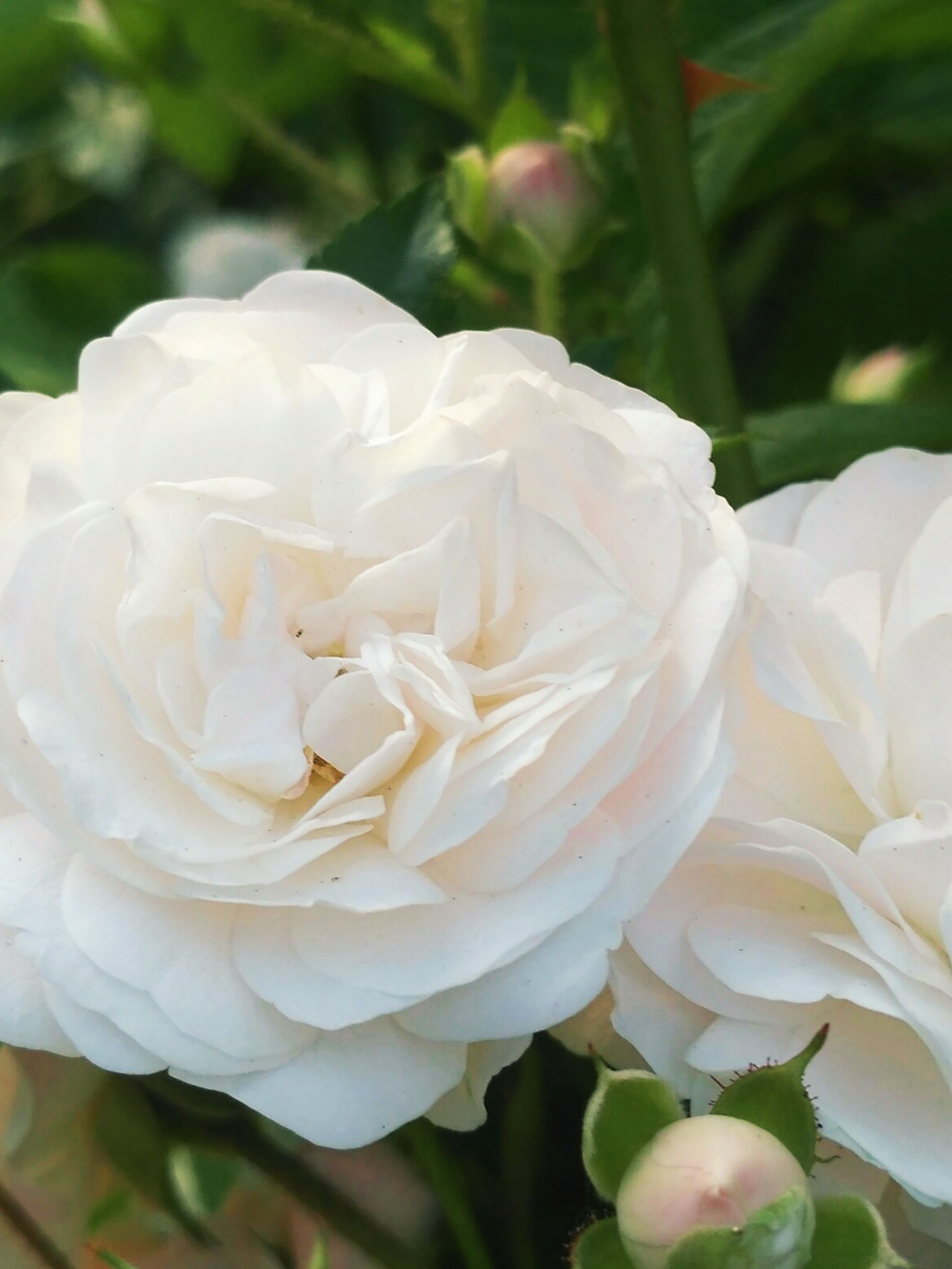 White Petal Flower · Free Stock Photo