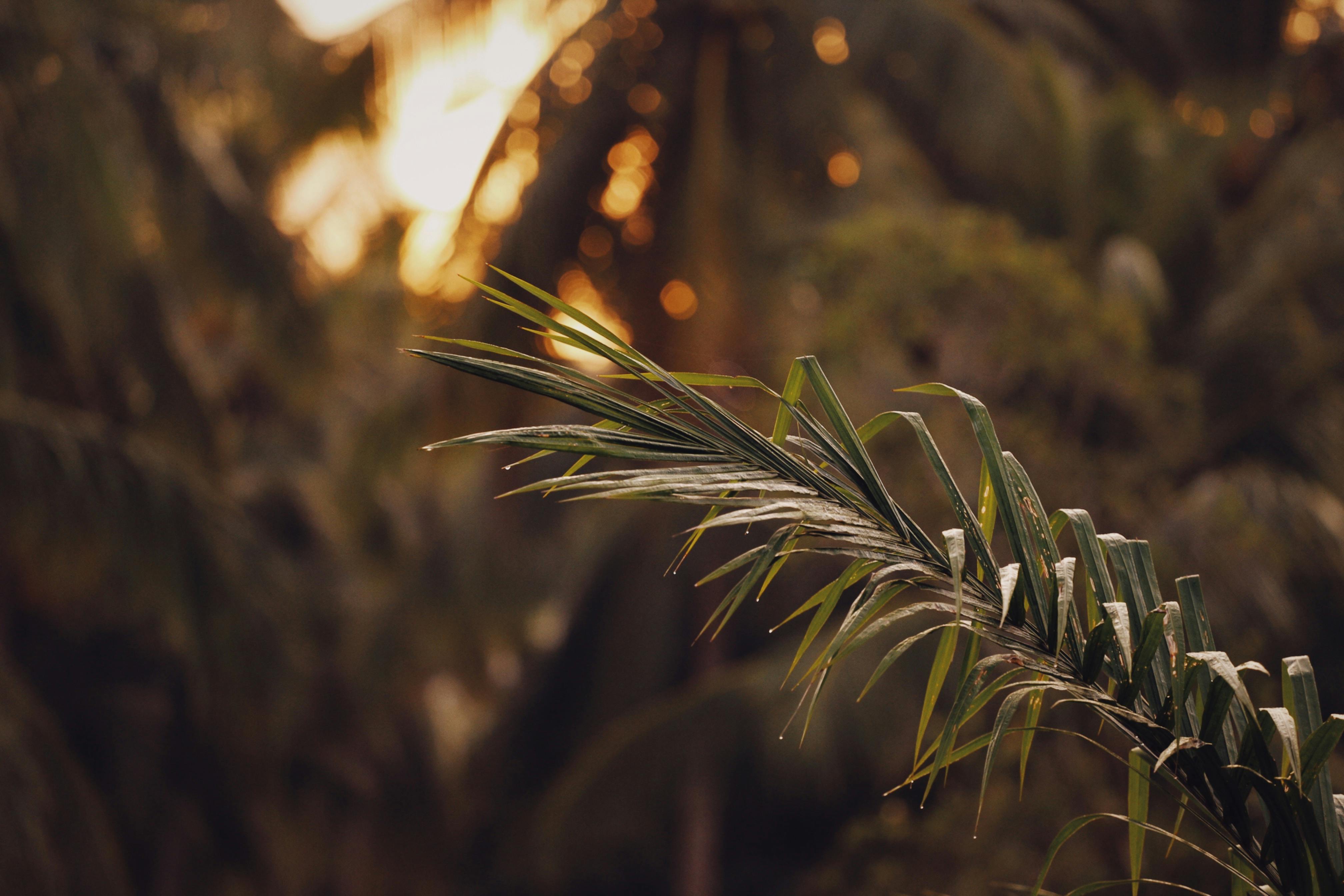 Close-Up Photography of Leaves · Free Stock Photo