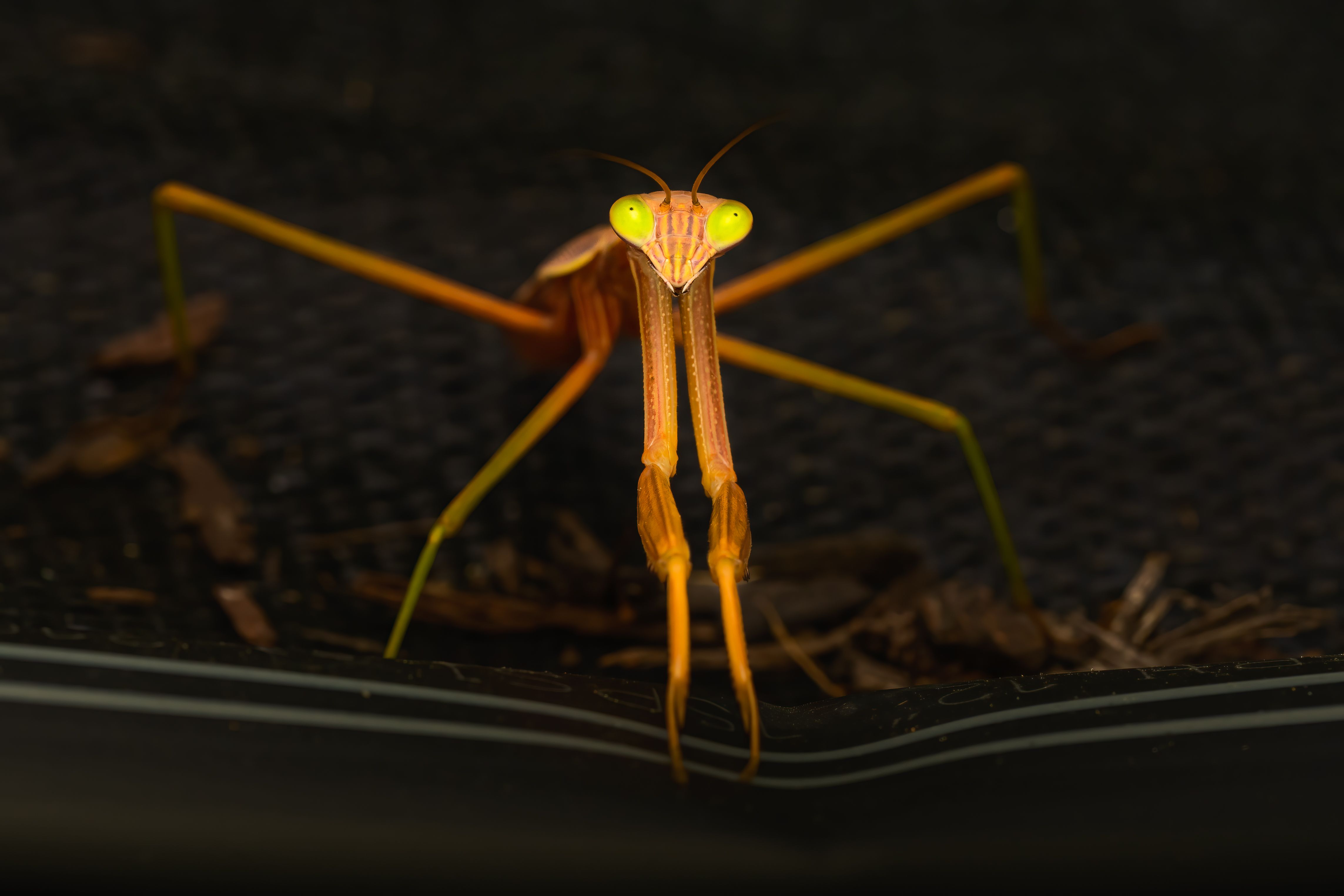 Foto de stock gratuita sobre de cerca, hojas, insecto, invertebrado ...