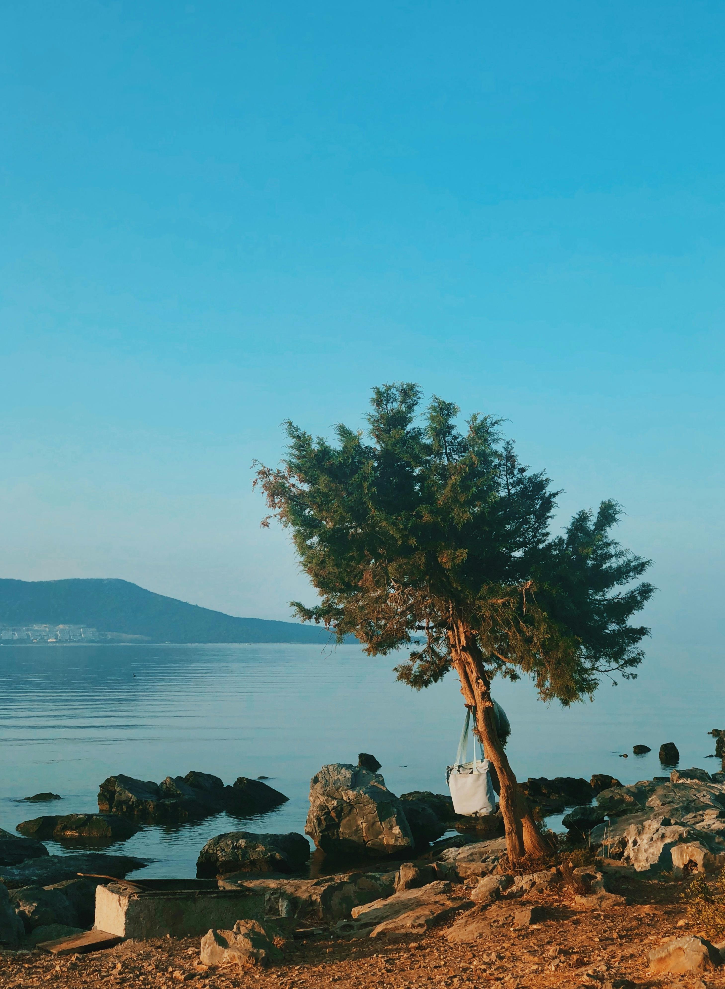 Green Tree Near the Sea · Free Stock Photo
