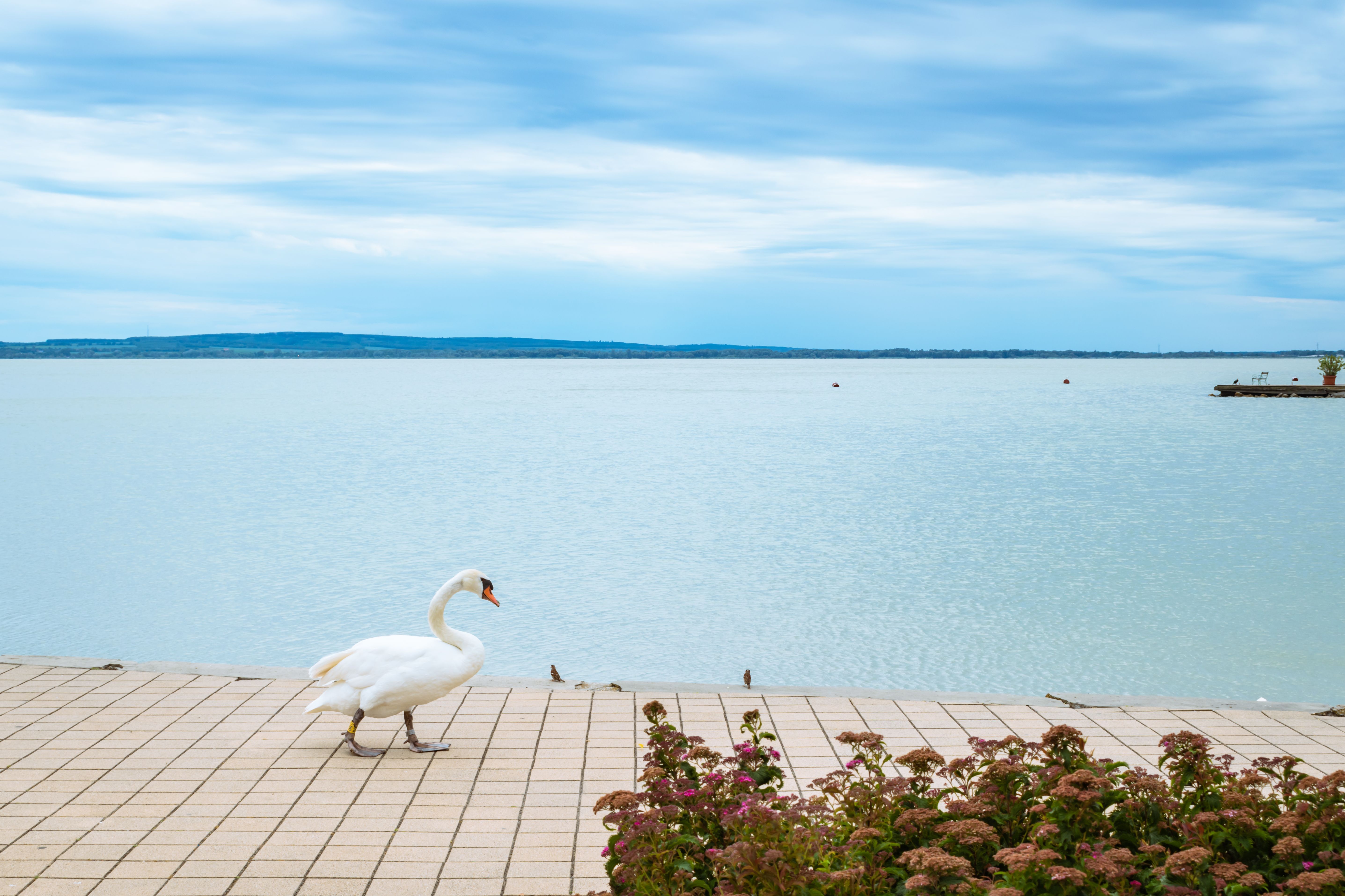 Swan Scenery Photos, Download The BEST Free Swan Scenery Stock Photos ...