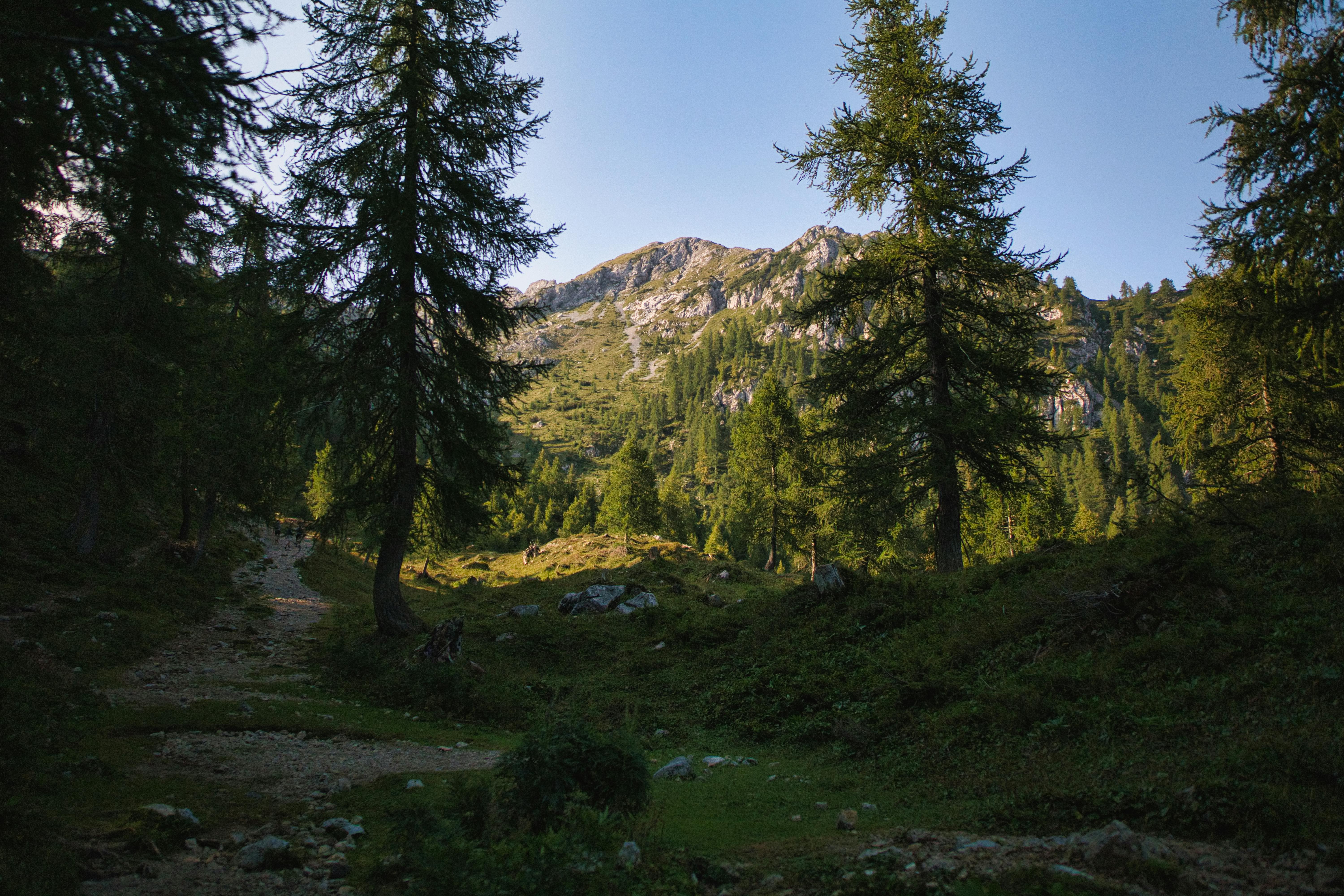 Green Trees on the Mountain · Free Stock Photo