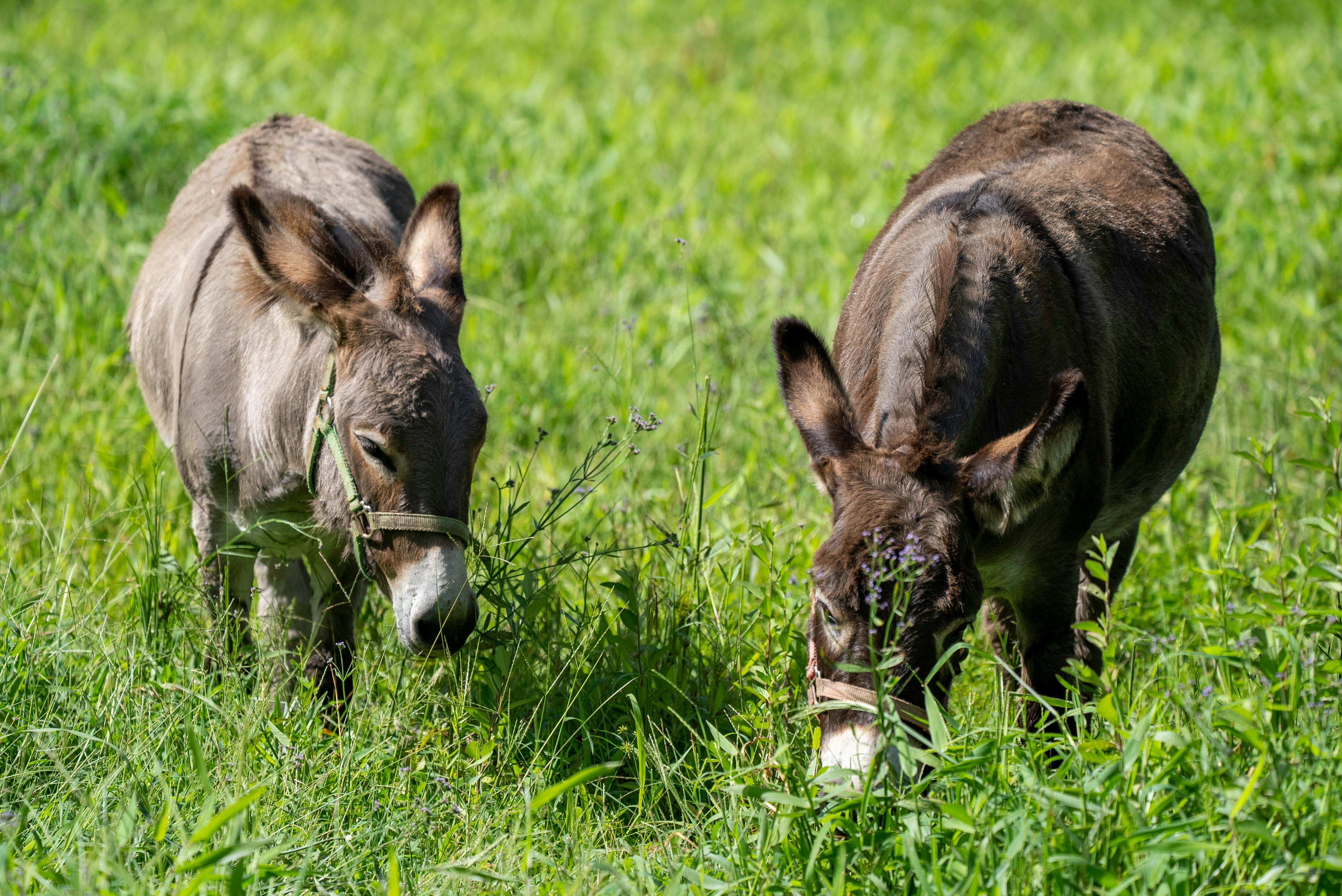 Donkey Eating Grass Photos, Download The BEST Free Donkey Eating Grass ...