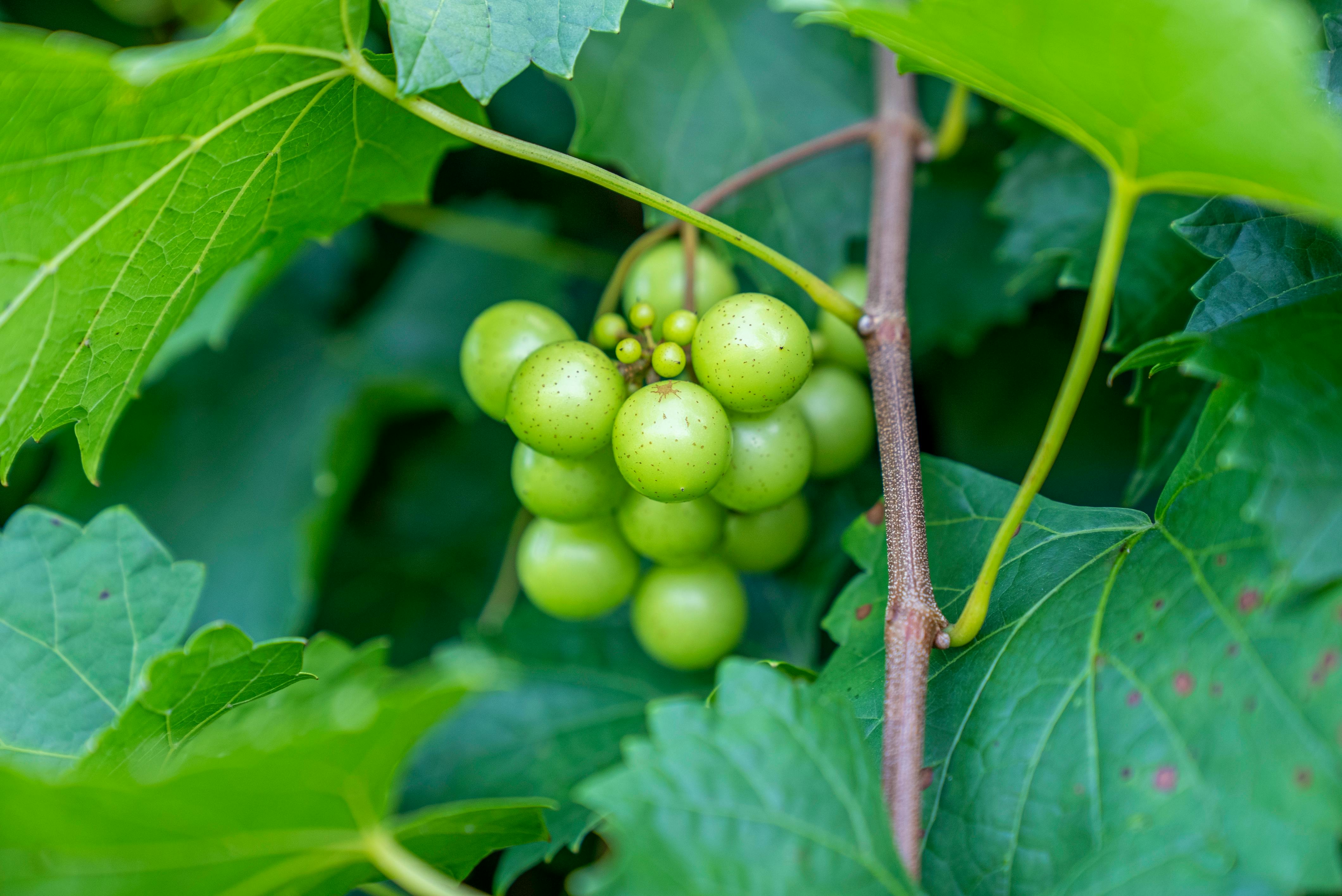 Green Round Fruits · Free Stock Photo