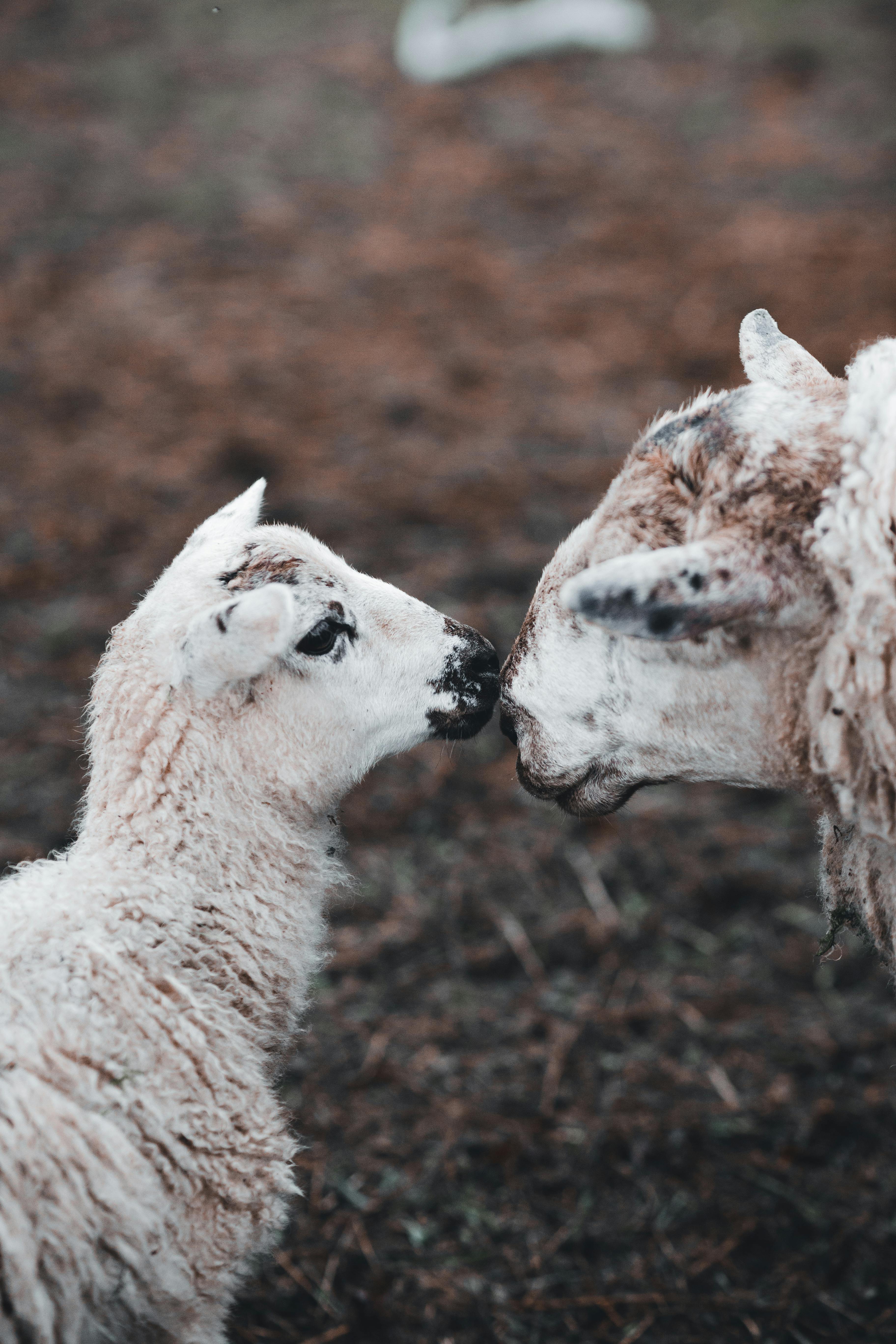 Texture of fluffy curly sheep wool · Free Stock Photo