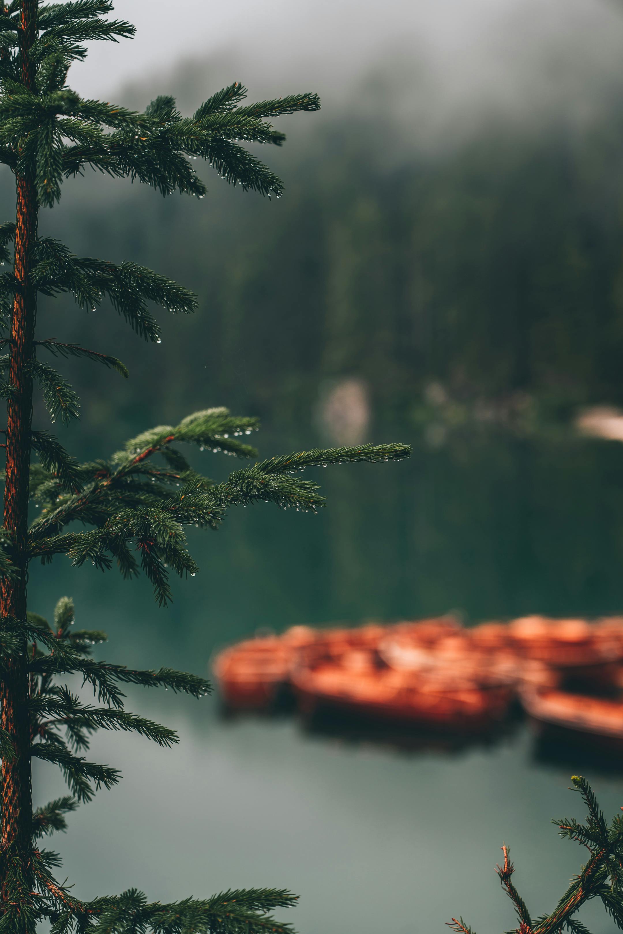 Green Leafed Plant Selective Focus Photography · Free Stock Photo