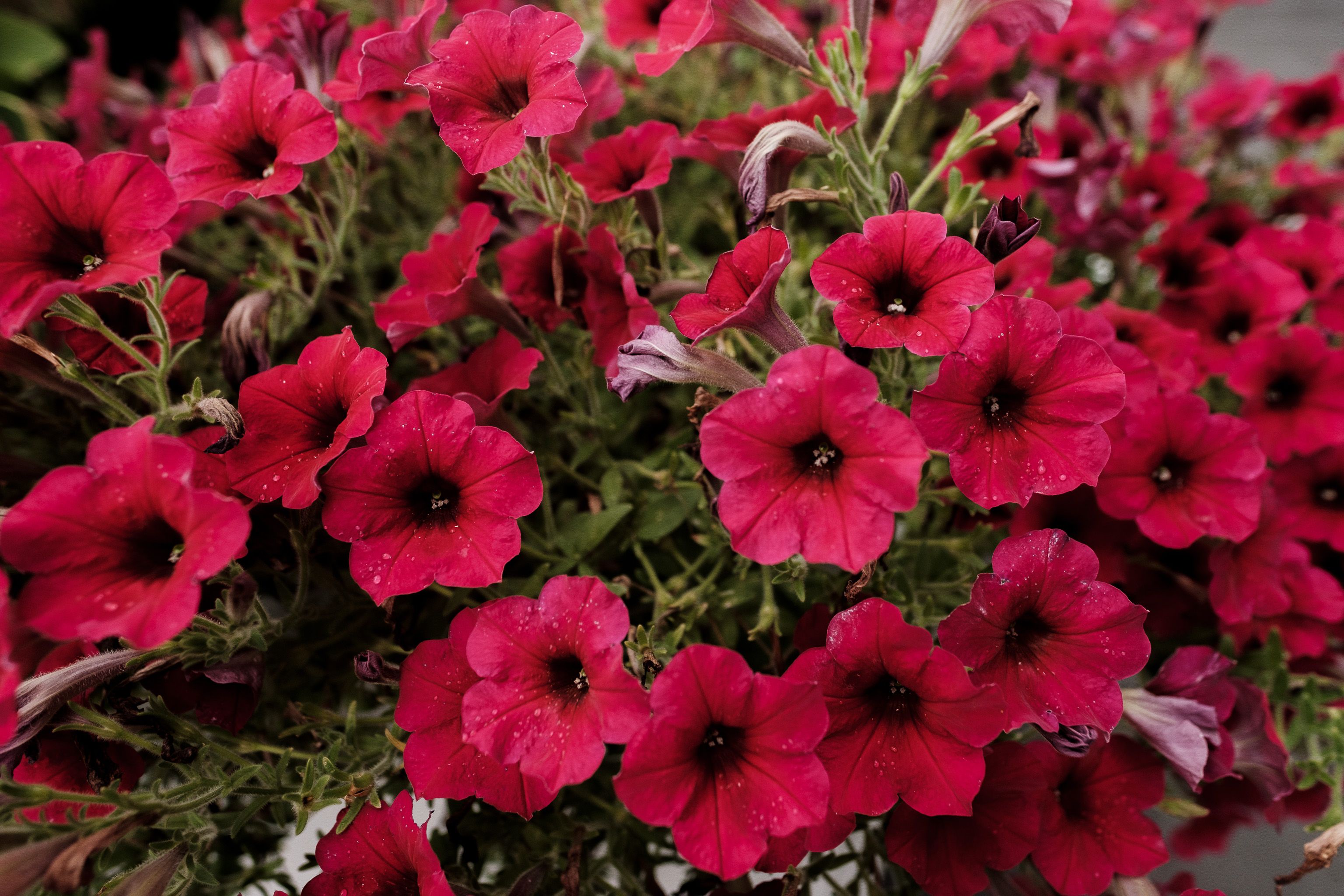Close-Up Photograph of Petunia Flowers in Bloom · Free Stock Photo