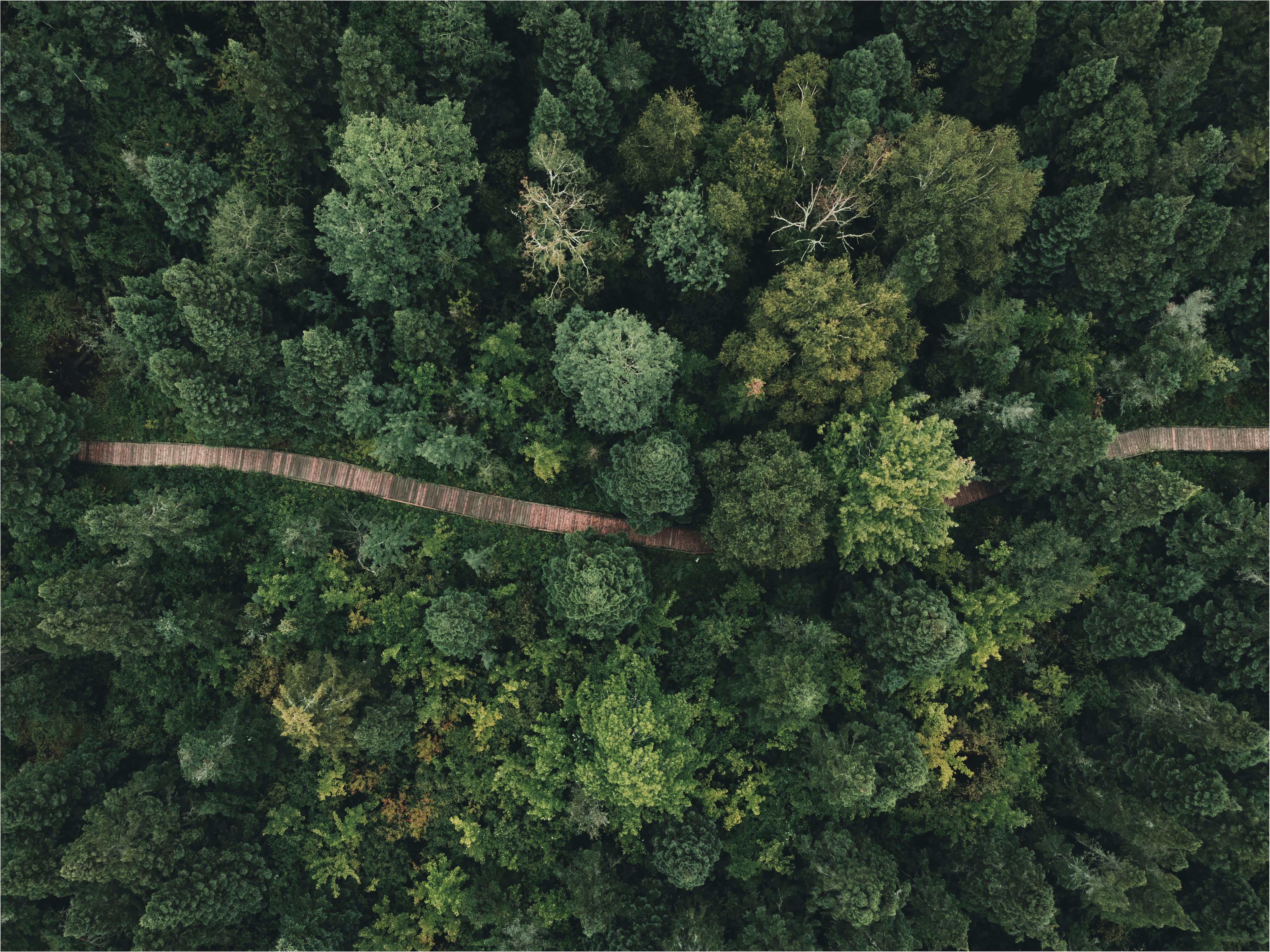 Aerial View of Green Trees · Free Stock Photo