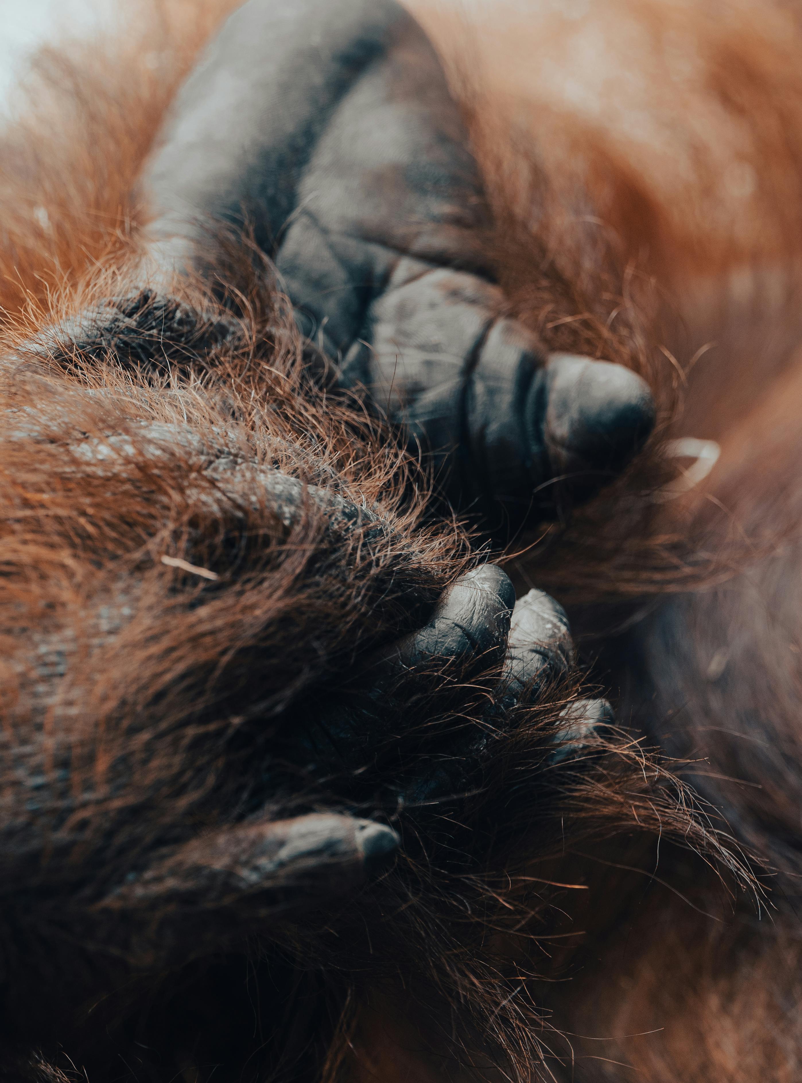 Close-up Photo of Animal Hands · Free Stock Photo