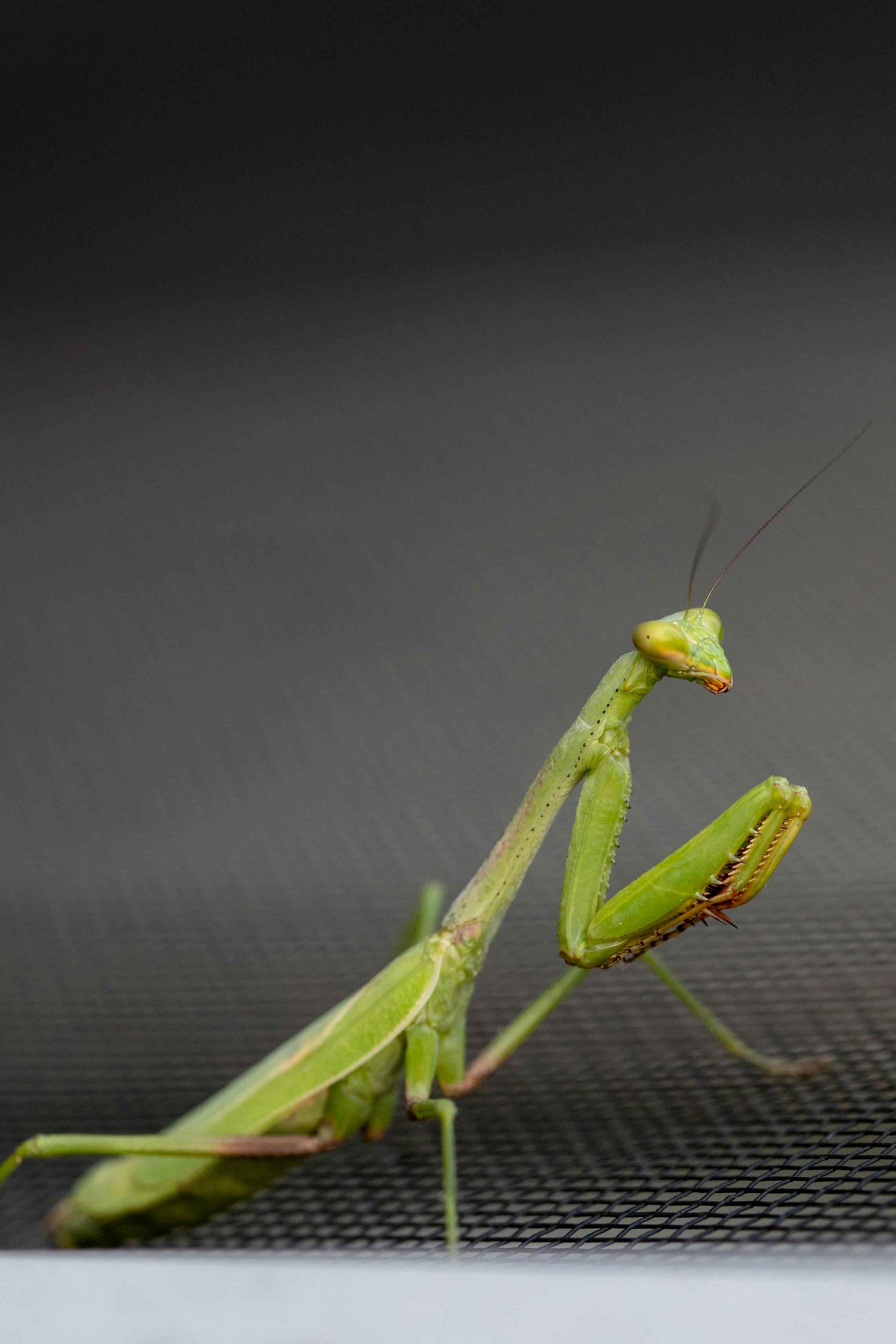 Praying Mantis Photos, Download The BEST Free Praying Mantis Stock ...