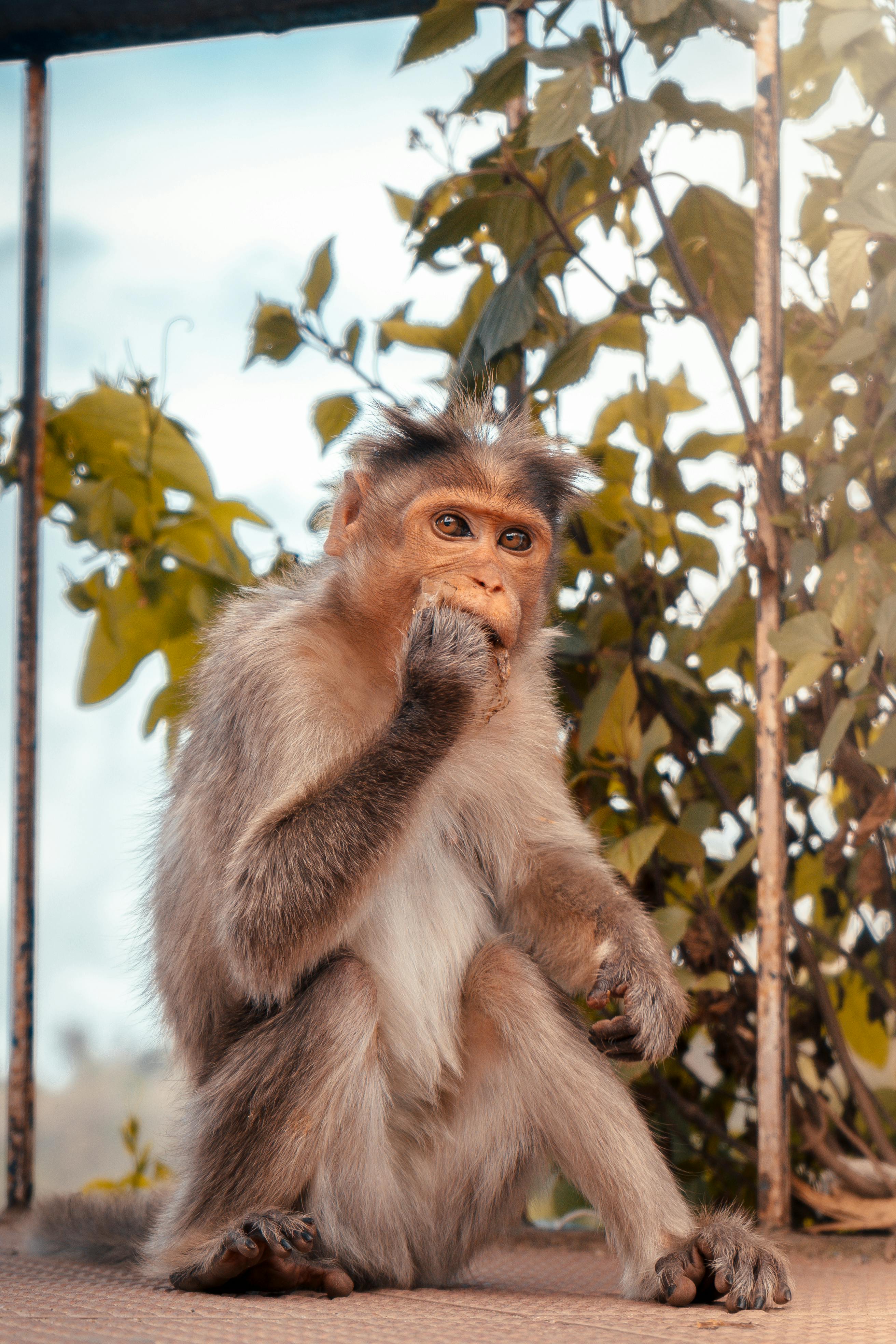Five Monkey Huddled Together Outdoor during Daytime · Free Stock Photo