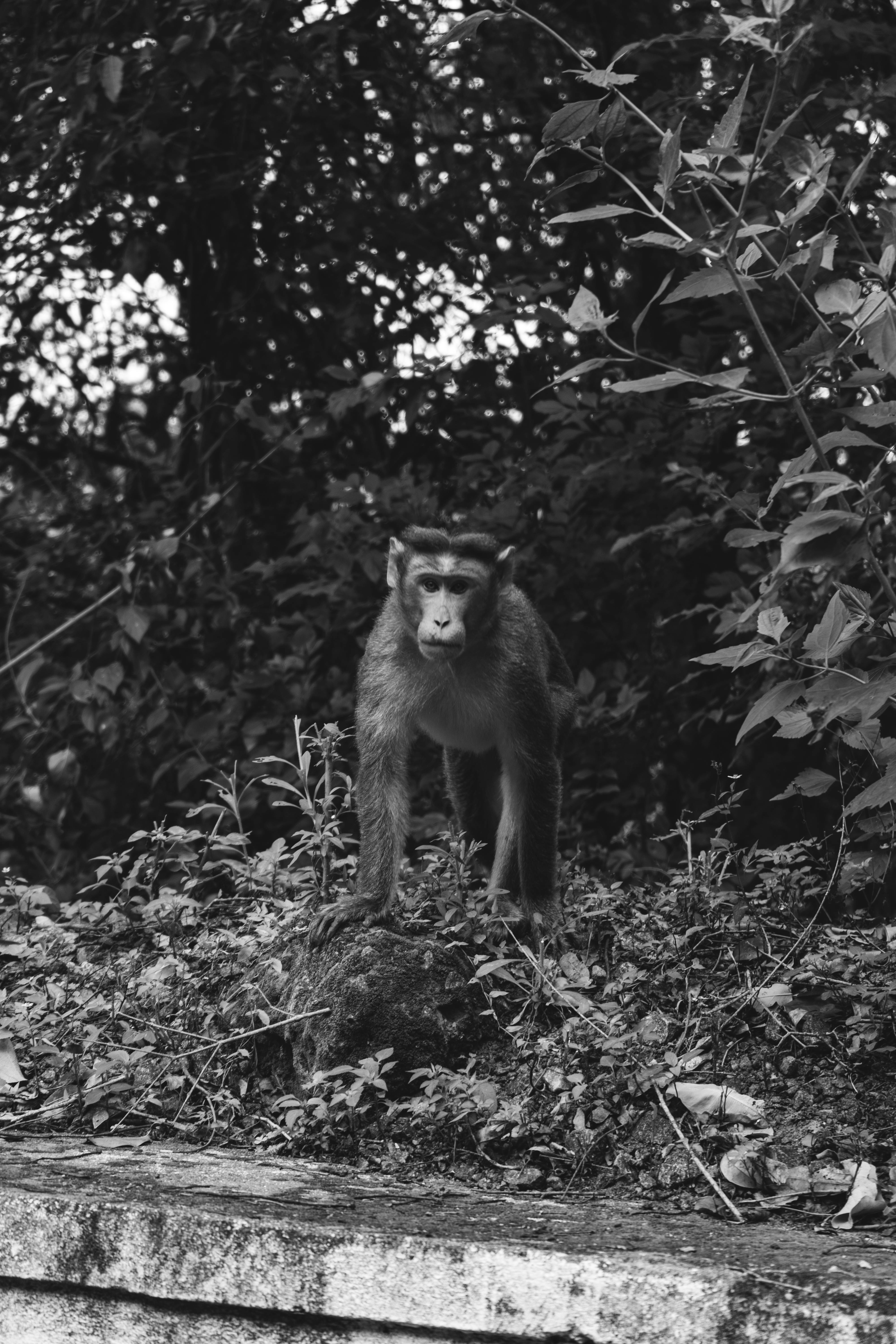 Grayscale Photo of a Monkey · Free Stock Photo