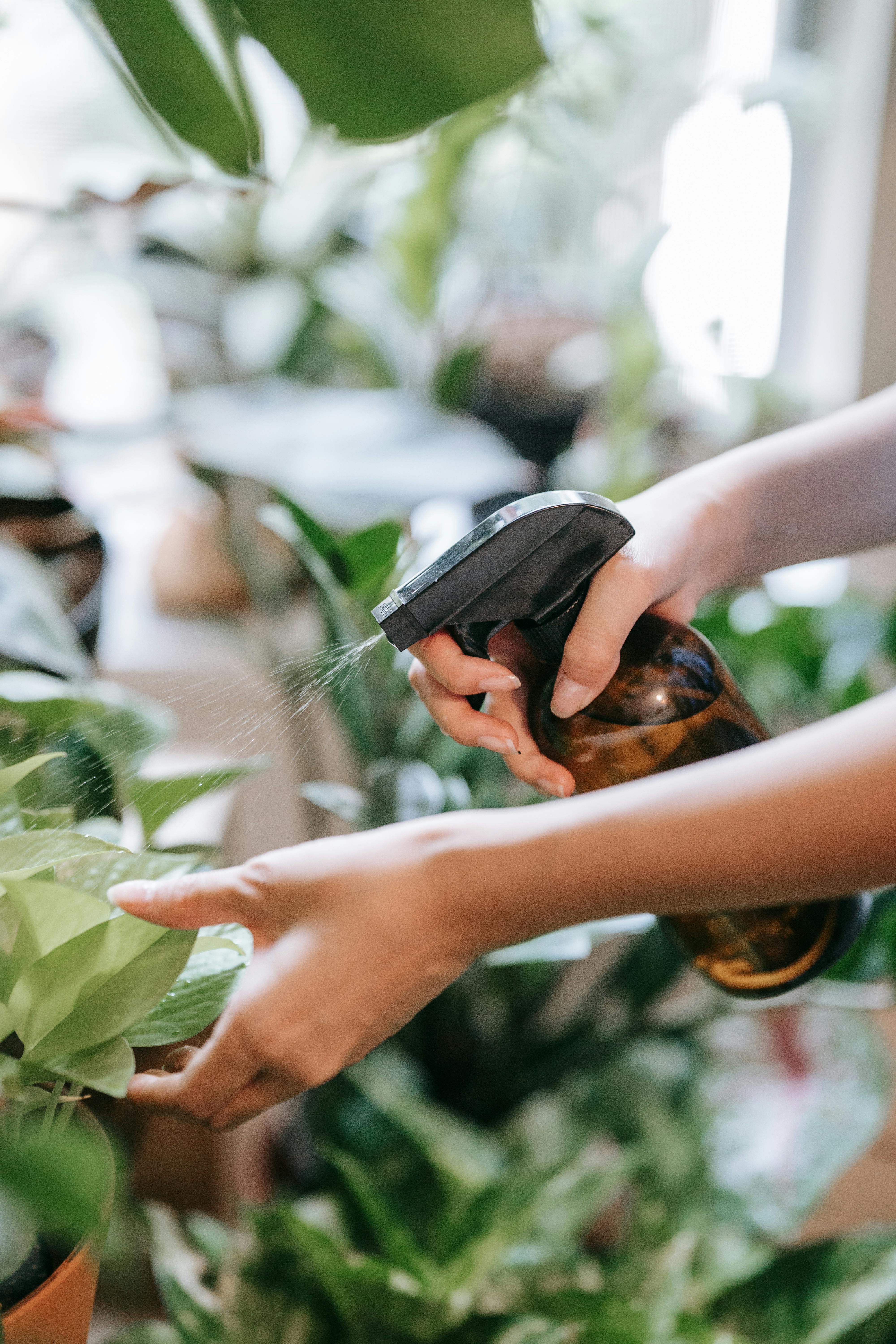 Person Watering the Plants · Free Stock Photo