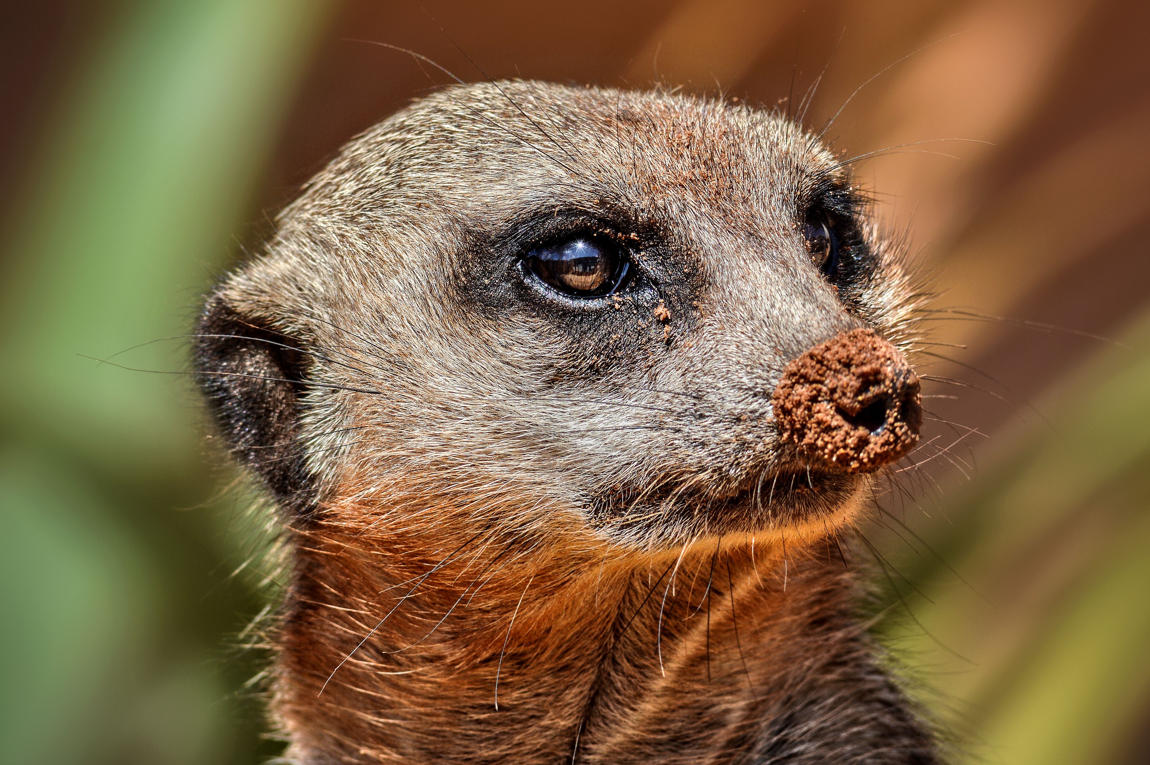 Brown Ferret Close Photography · Free Stock Photo