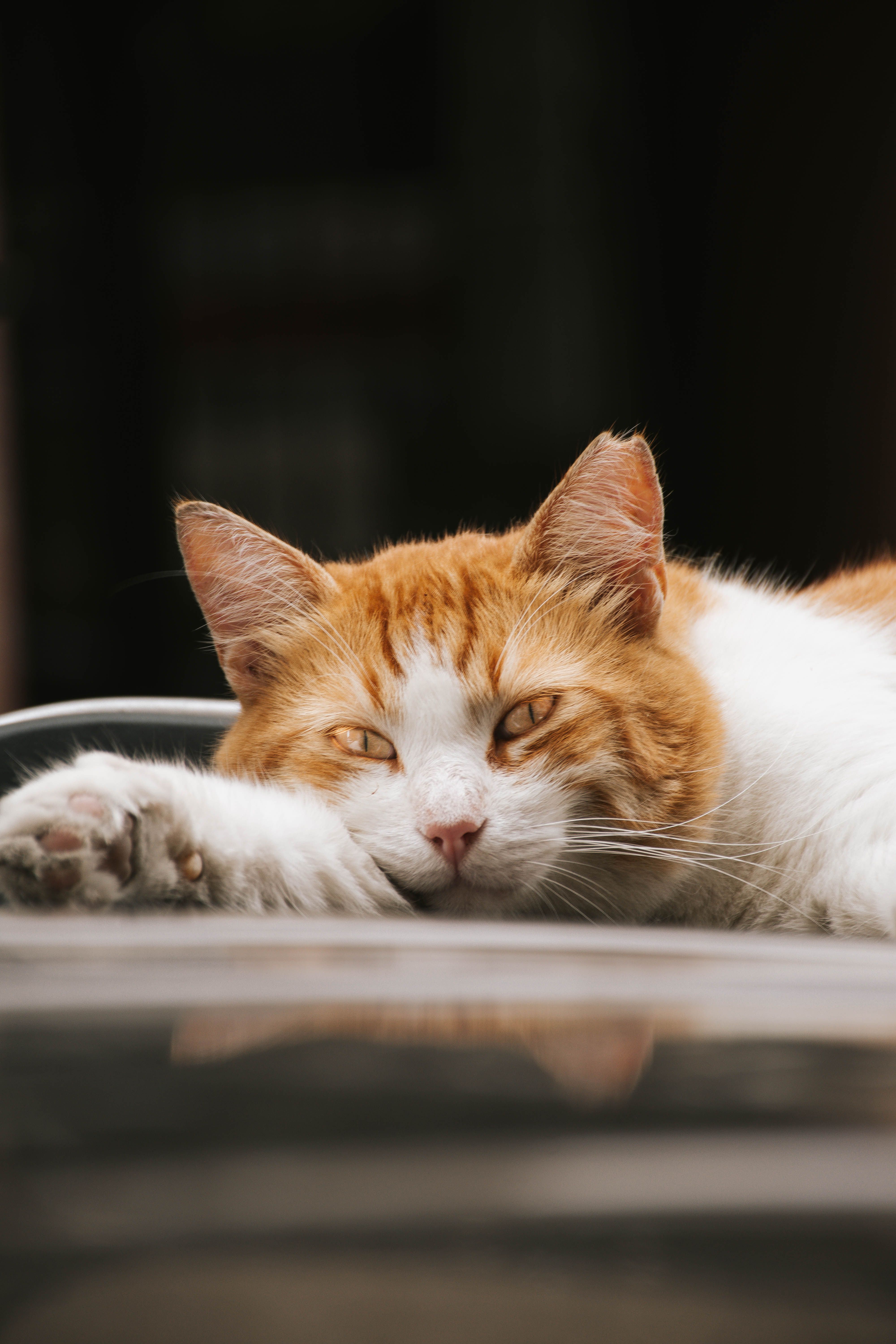 A Cat Lying Down · Free Stock Photo