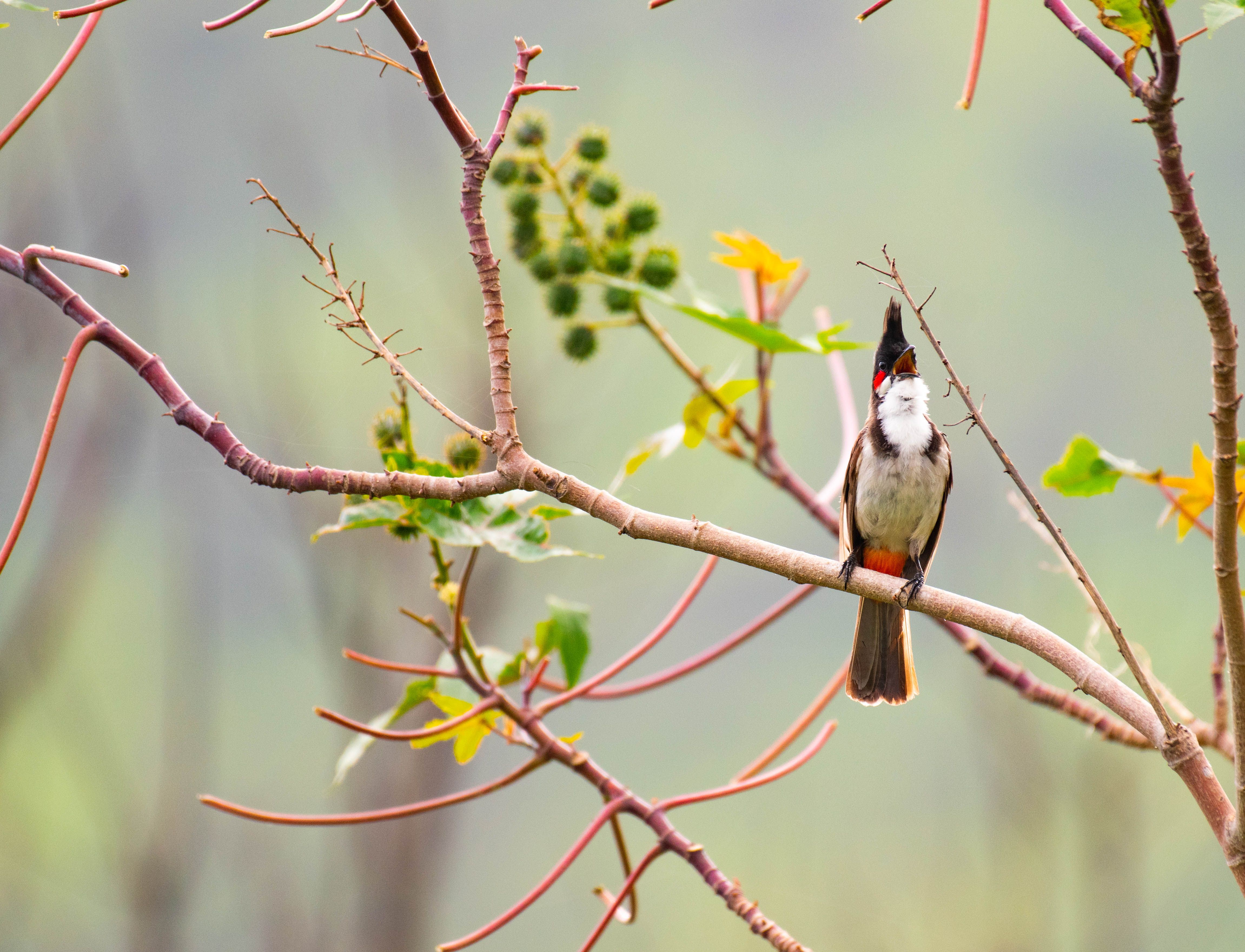 Close up of Small Bird · Free Stock Photo
