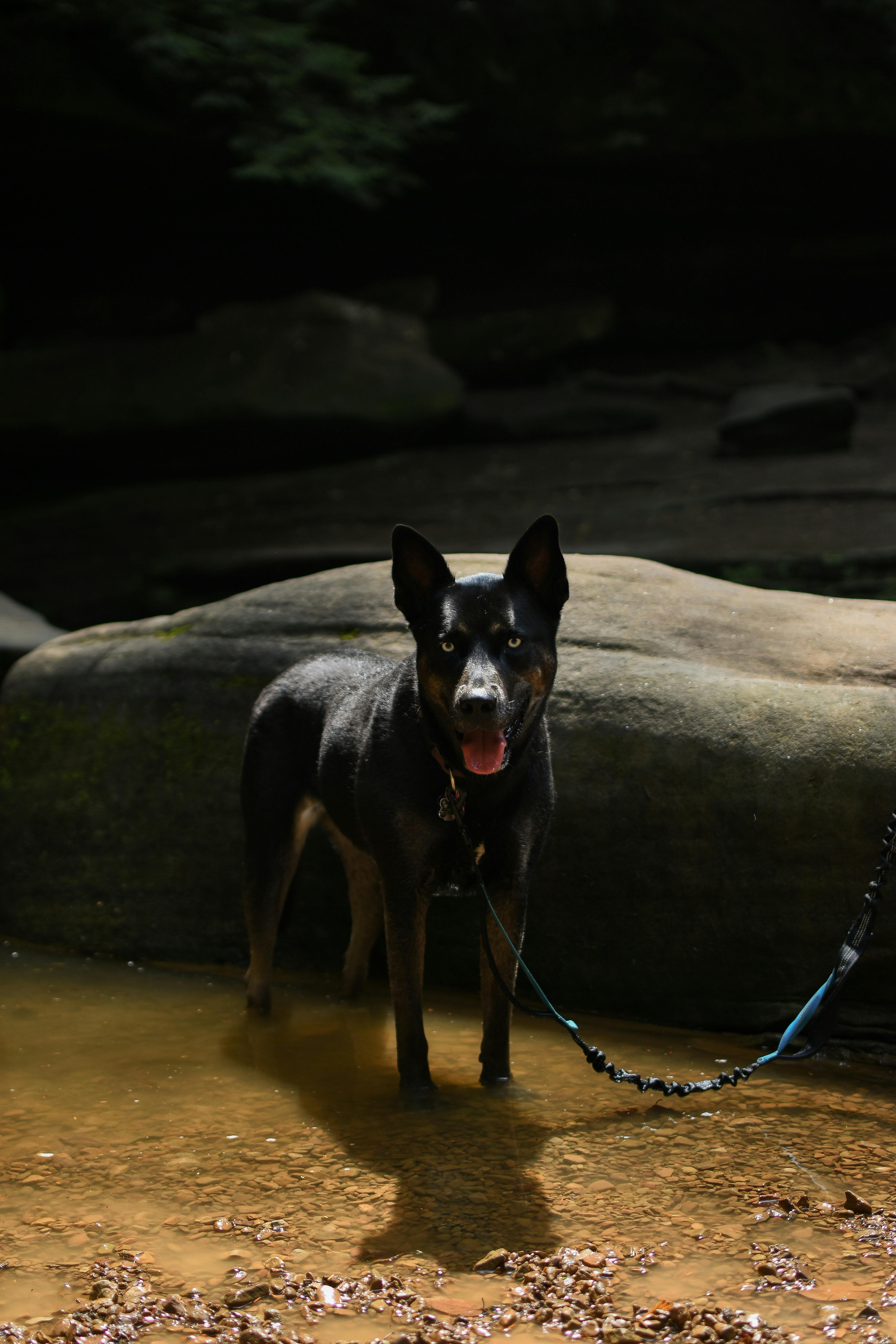 Dog Vertical Photos, Download The BEST Free Dog Vertical Stock Photos ...