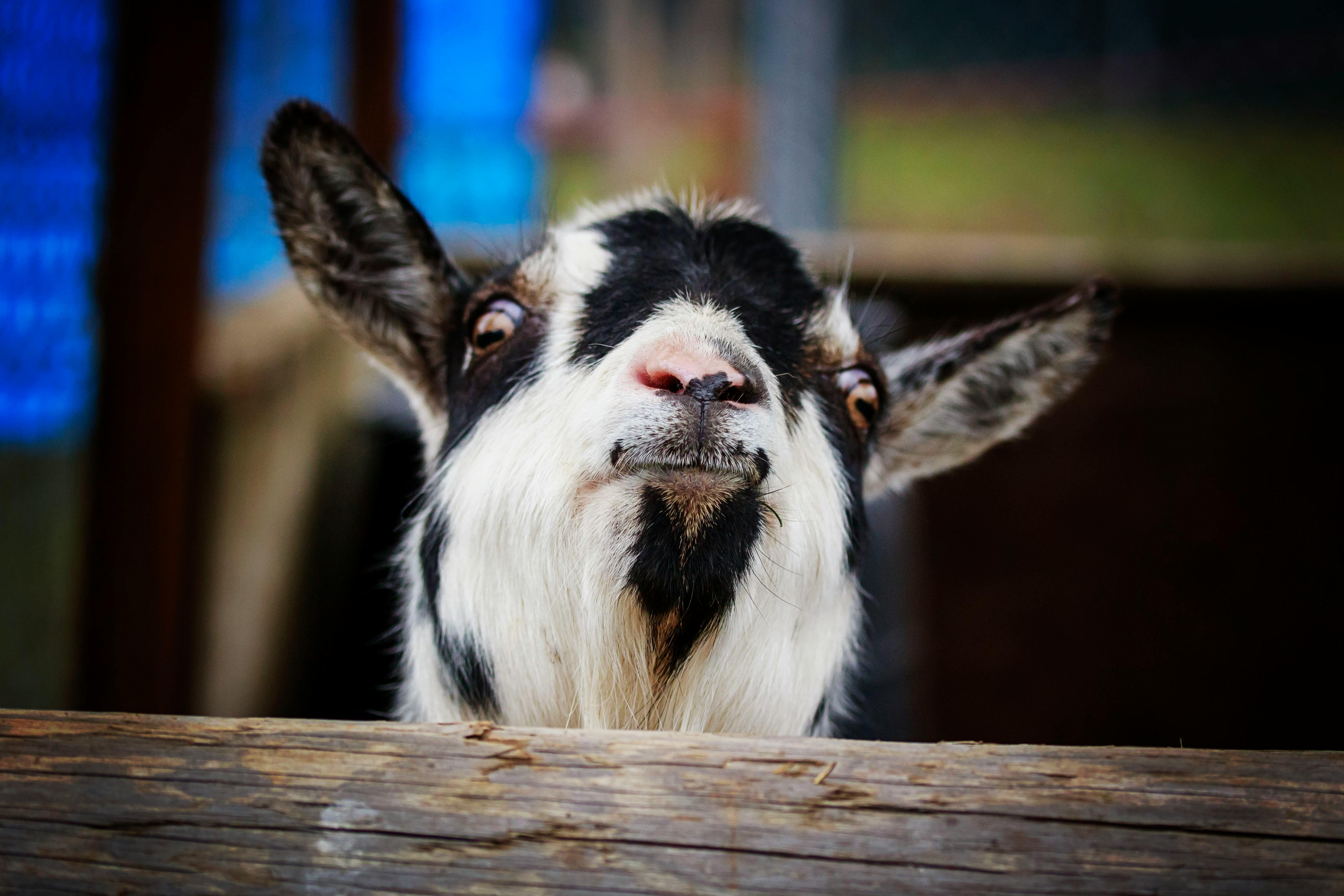 Photo of Goat in Wooden Barn · Free Stock Photo