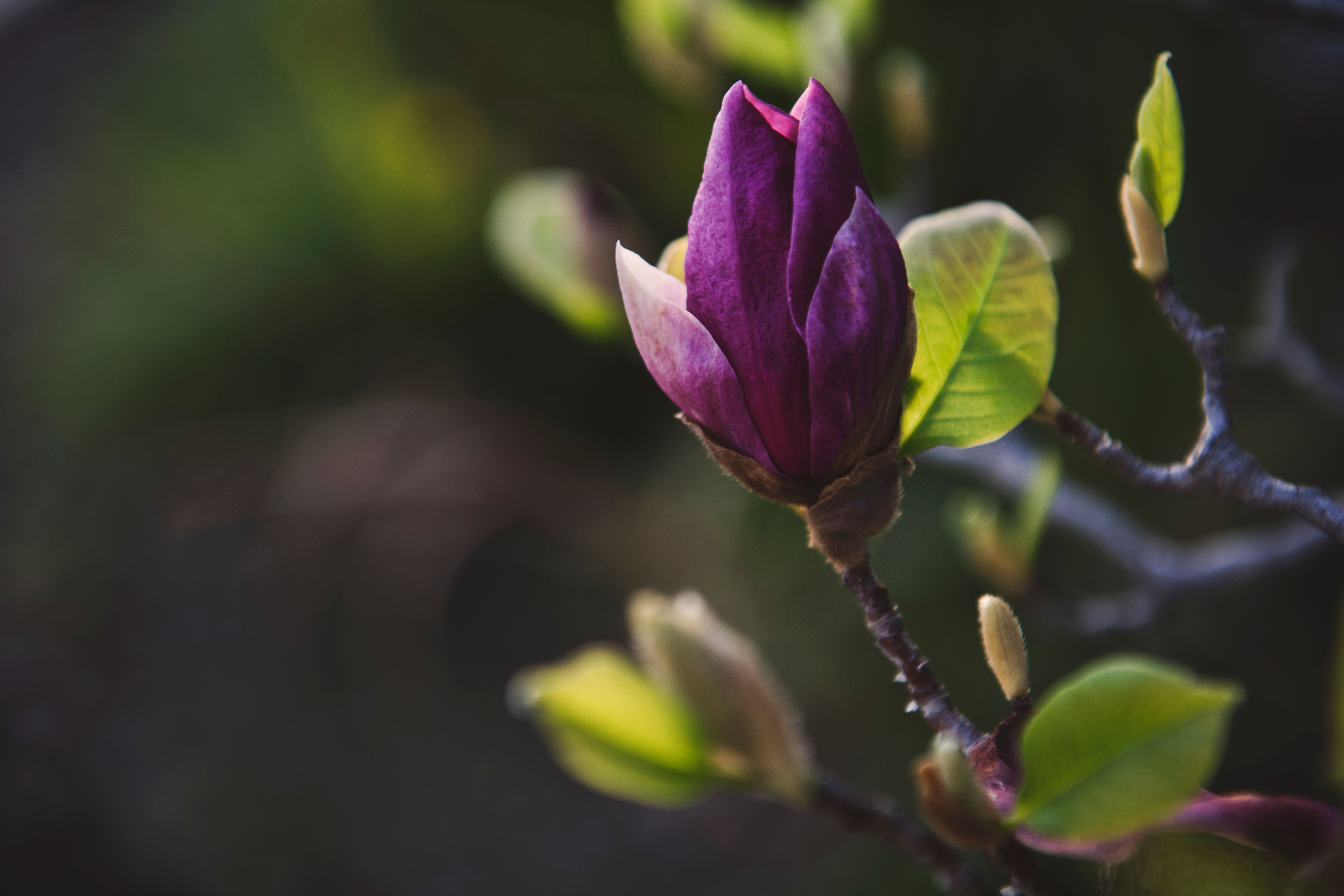 Purple Flower · Free Stock Photo