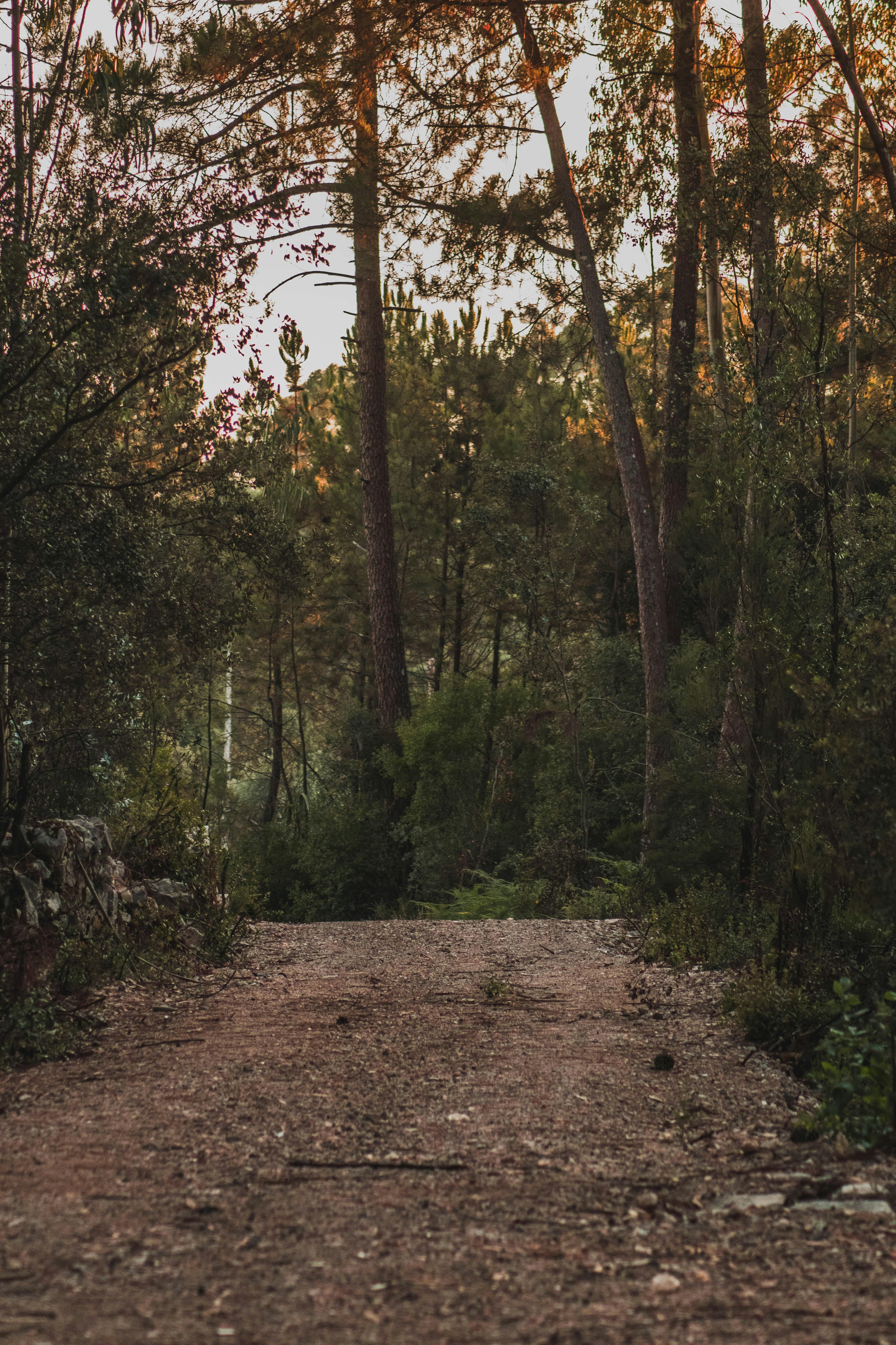 Dirt Road in the Woods · Free Stock Photo