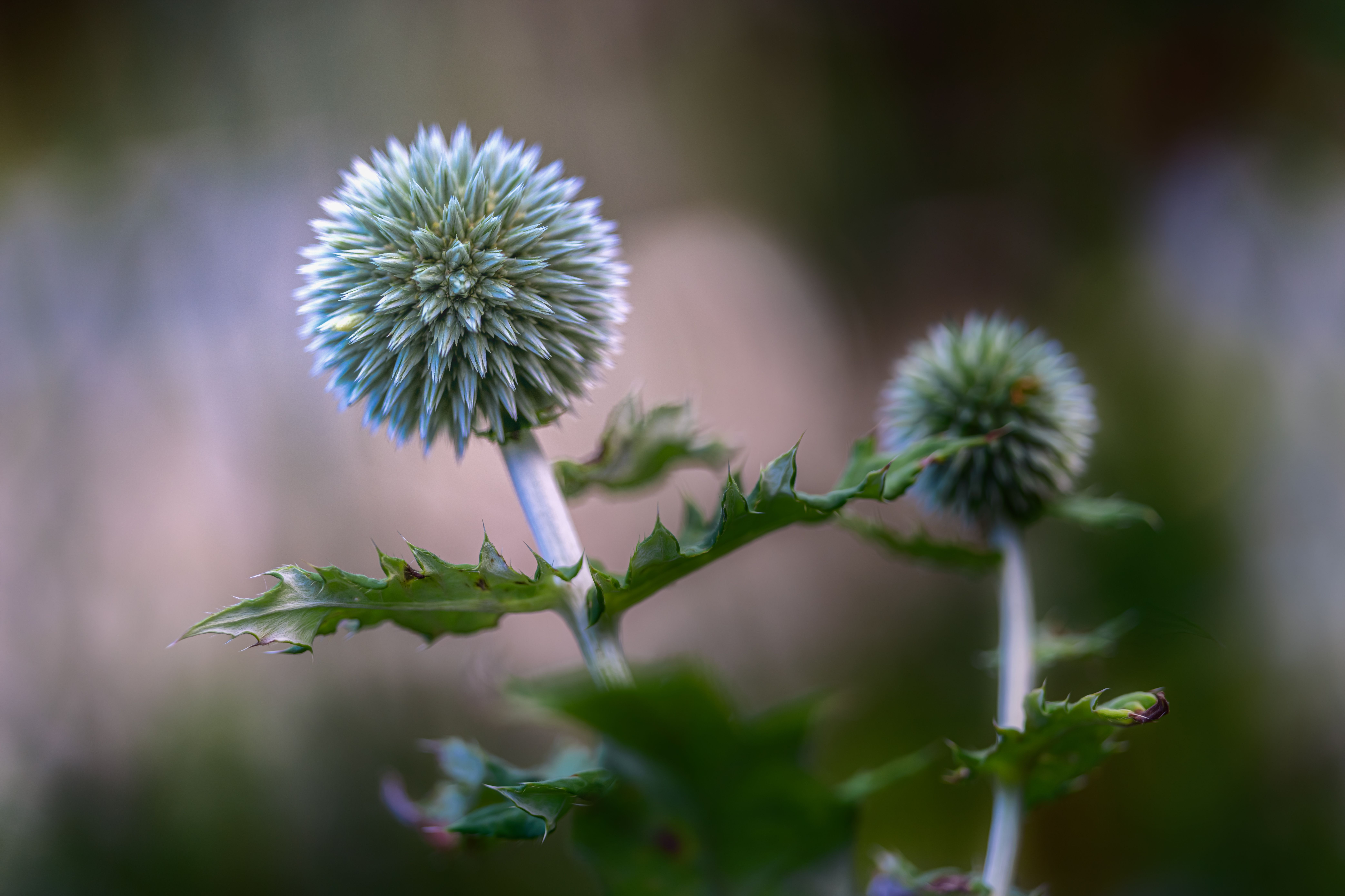 Green Echinops in Close Up Photography · Free Stock Photo